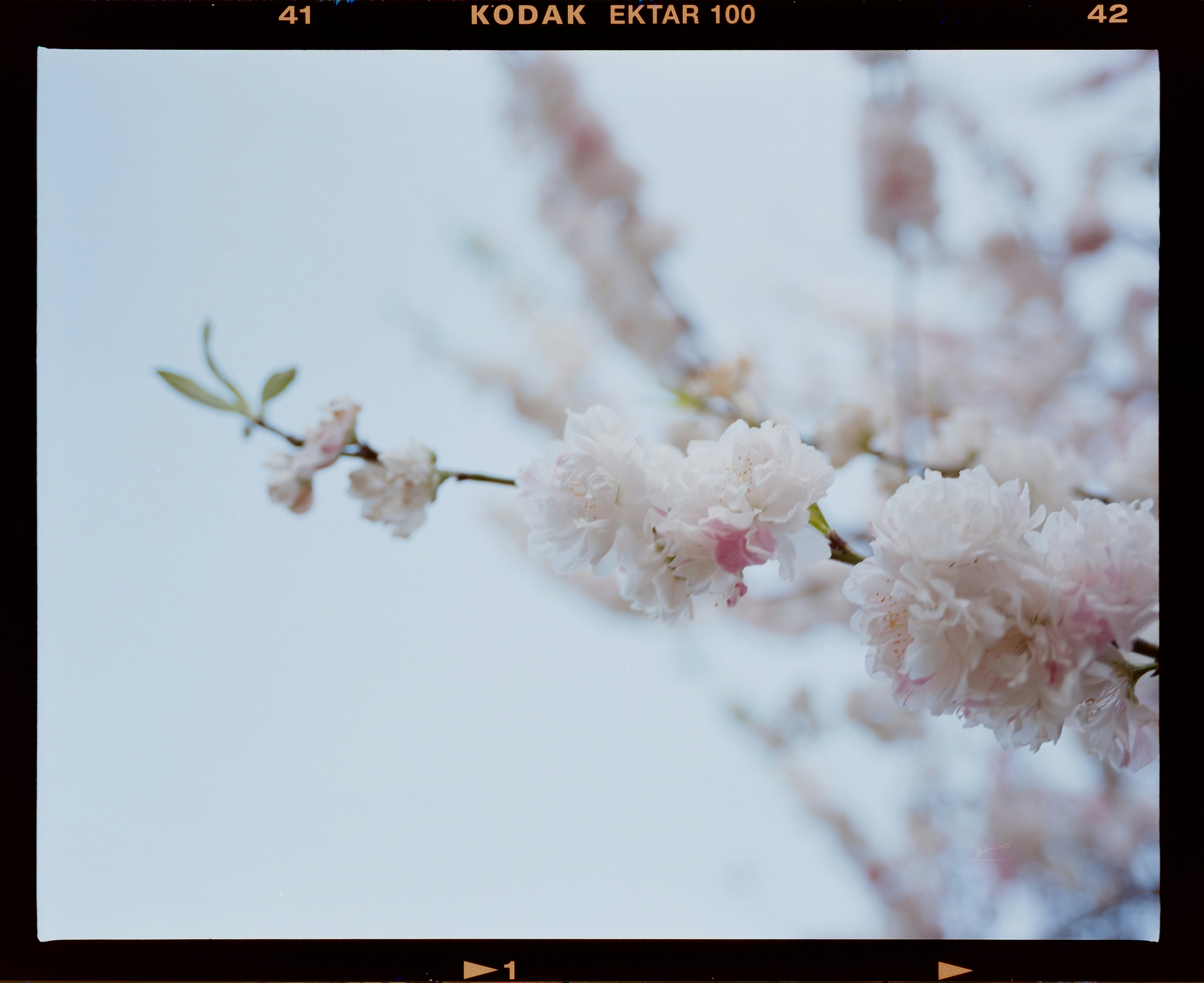 Petals Arc: Delicate Bloom Framed by Sky