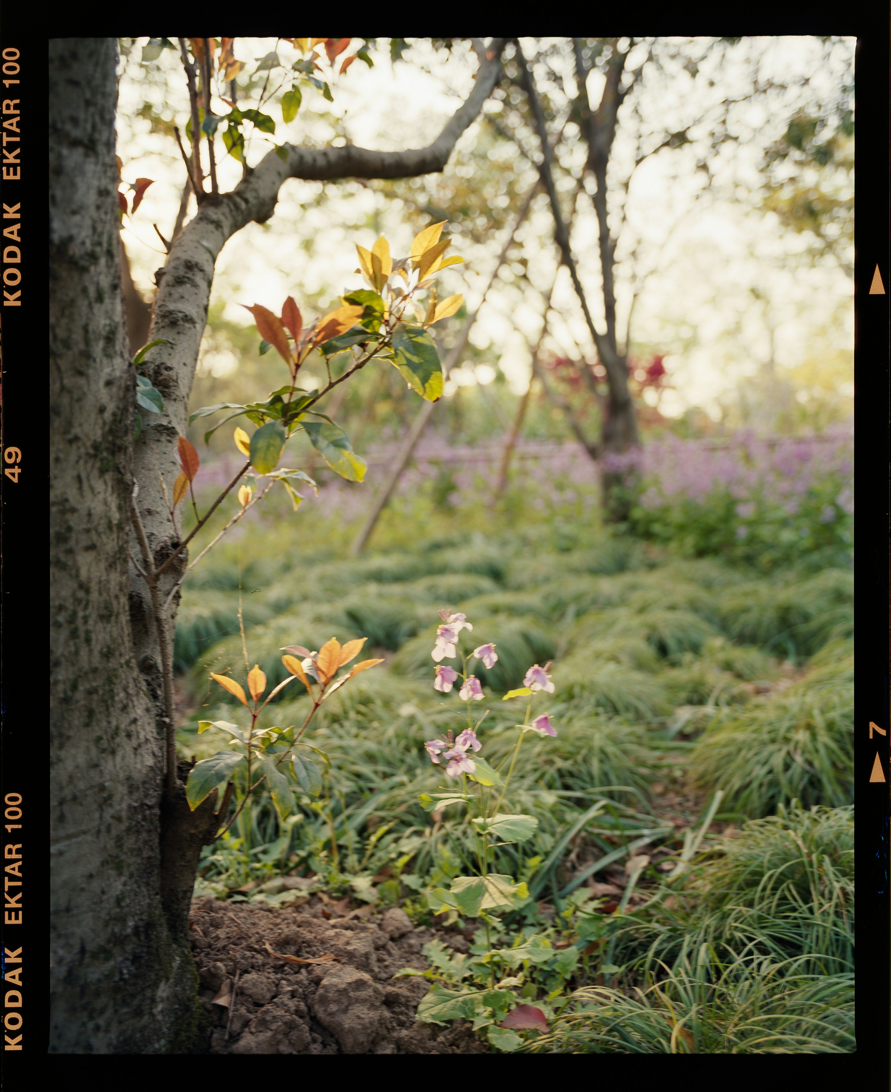 A serene garden scene with trees and greenery. photo – Free Flowers ...