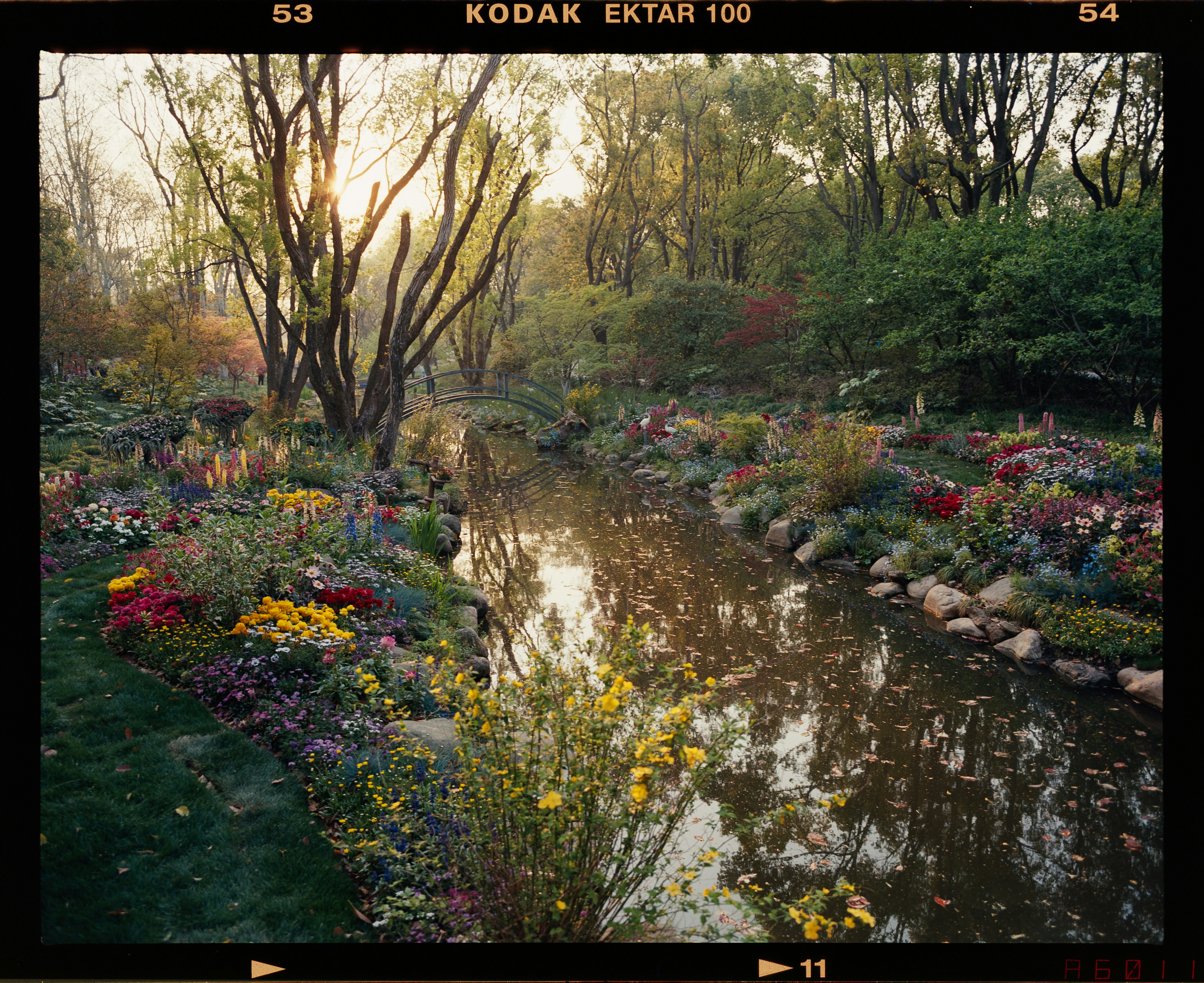 Golden-hour photograph of a flower-lined canal reflecting sunset light, framed by lush trees.