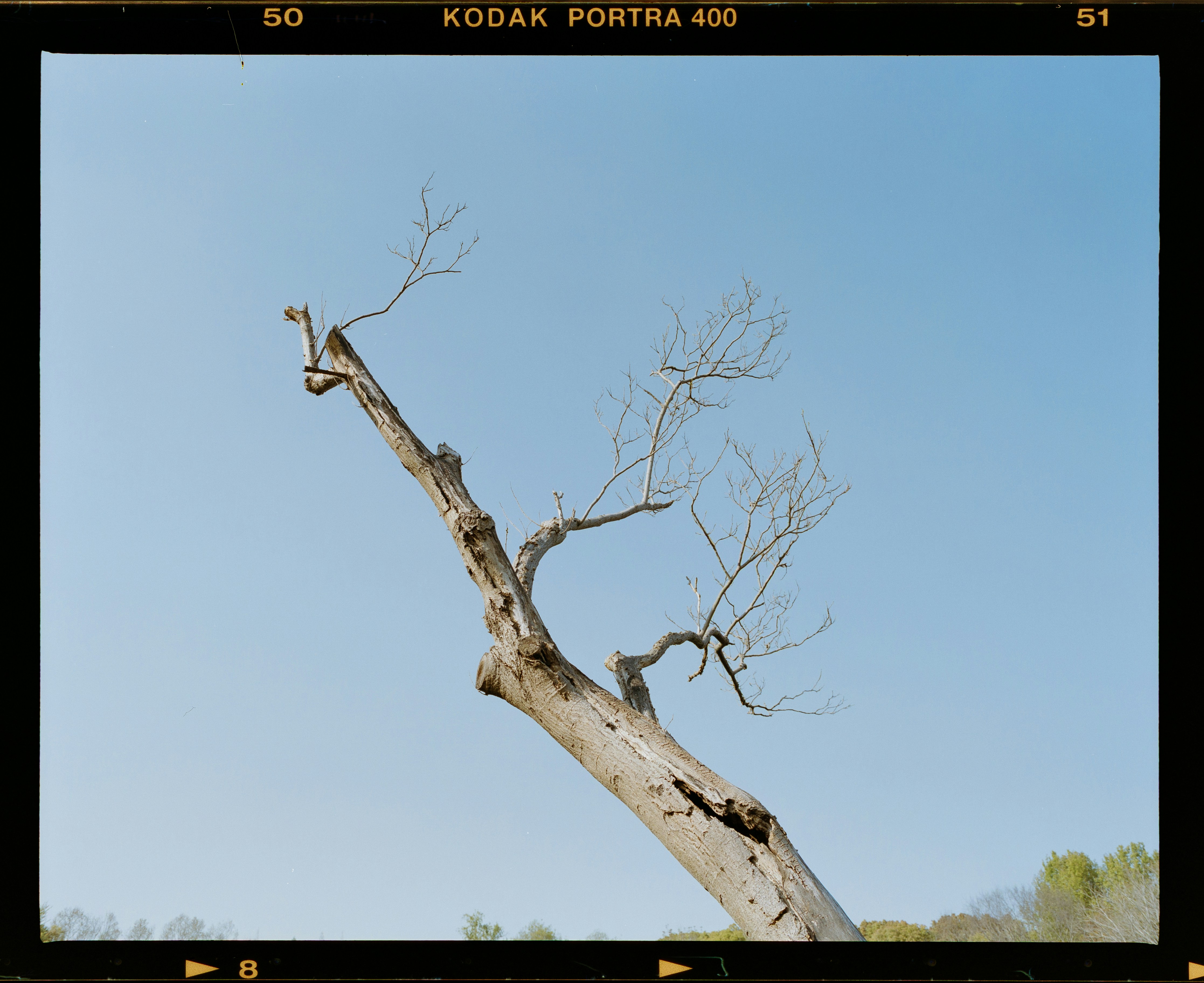 Leaning Sentinel Against a Clear Blue: A Gnarled Tree Reaches Skyward