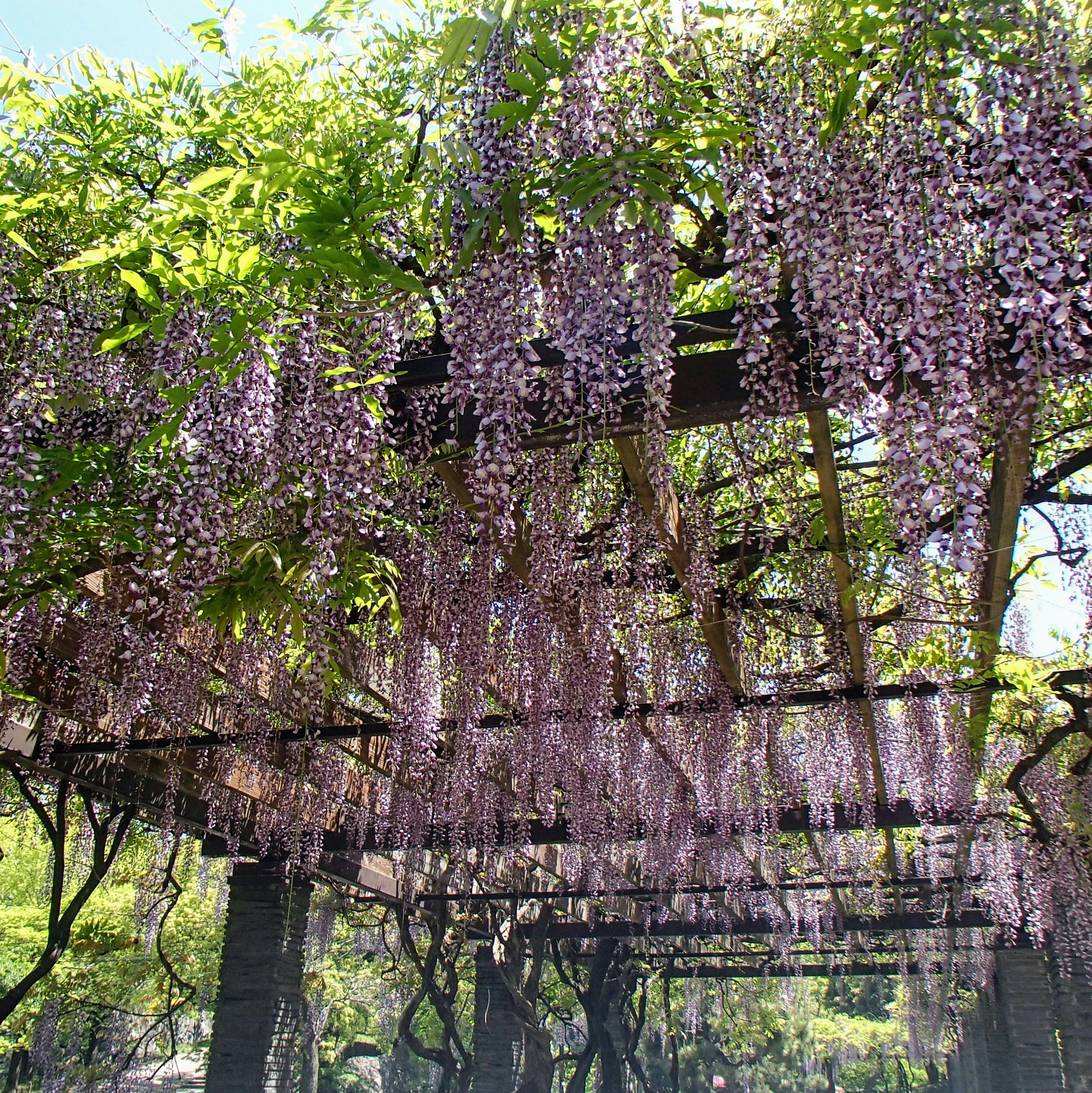 Wisteria Cascade Over a Sunlit Pergola