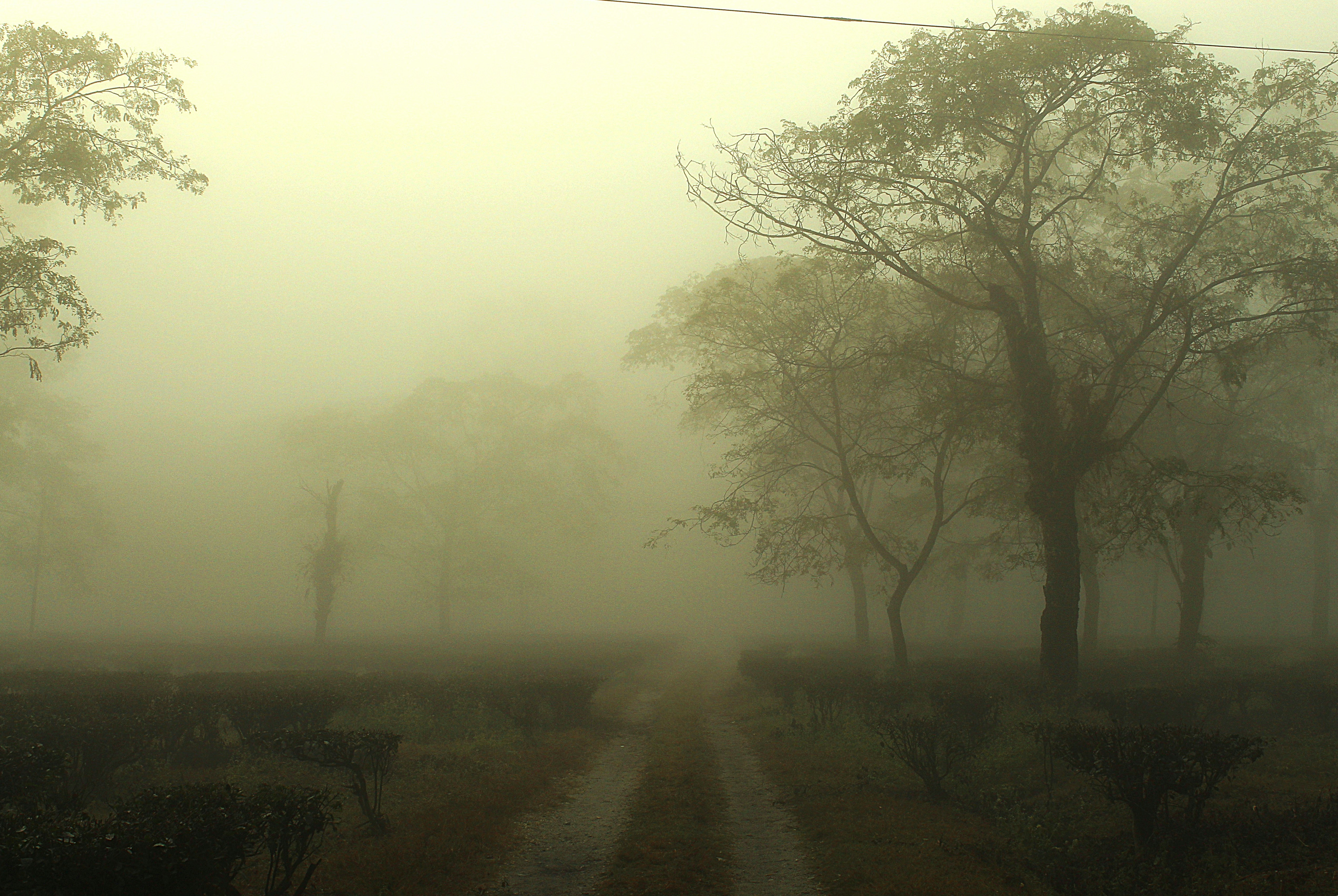 A Mist-Lit Corridor: Dawn Path Through a Whispering Grove