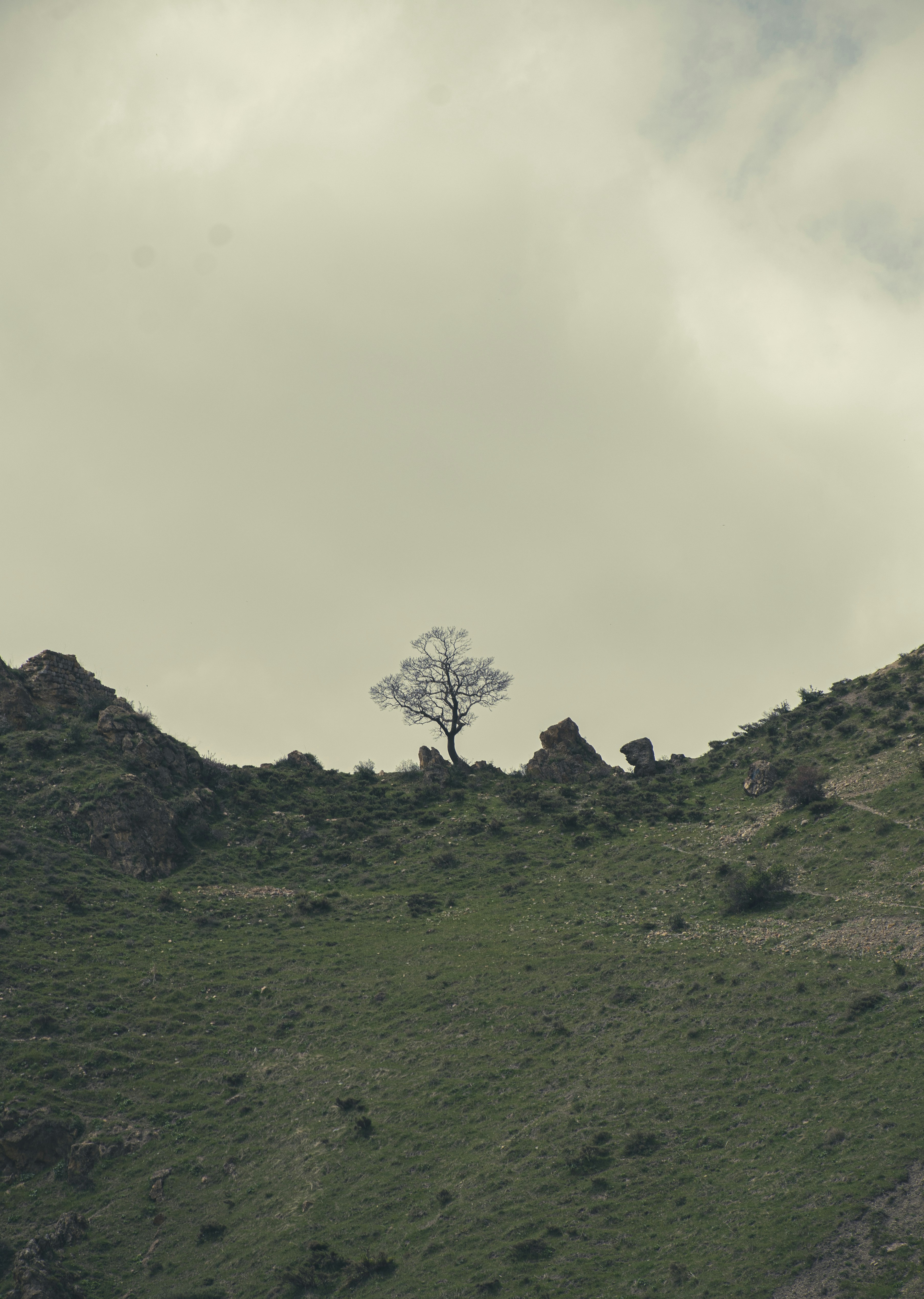 Lone Tree on the Crest: A Quiet Sentinel Over a Green Ridge