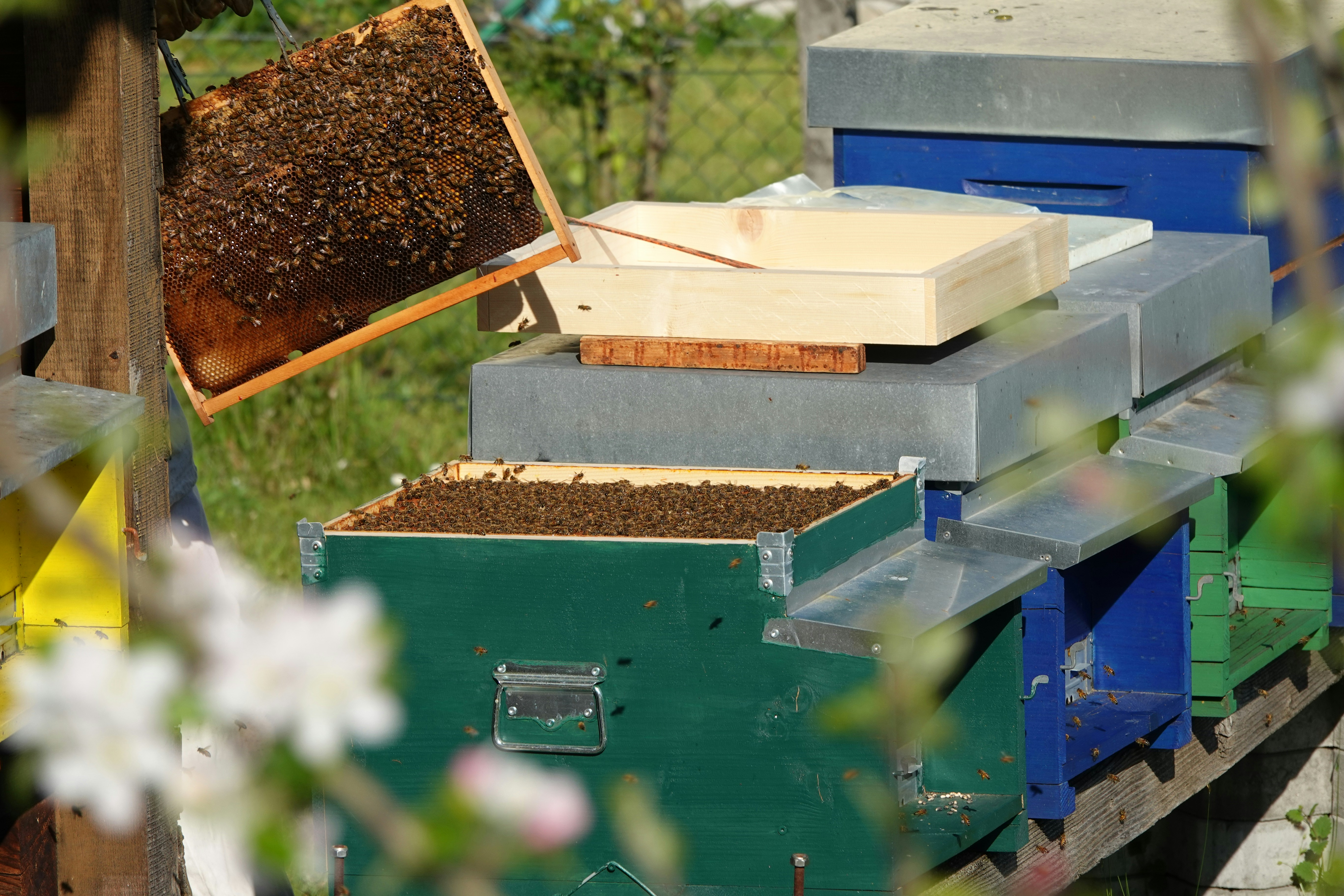 Bee Habitat Essentials in Apiculture
