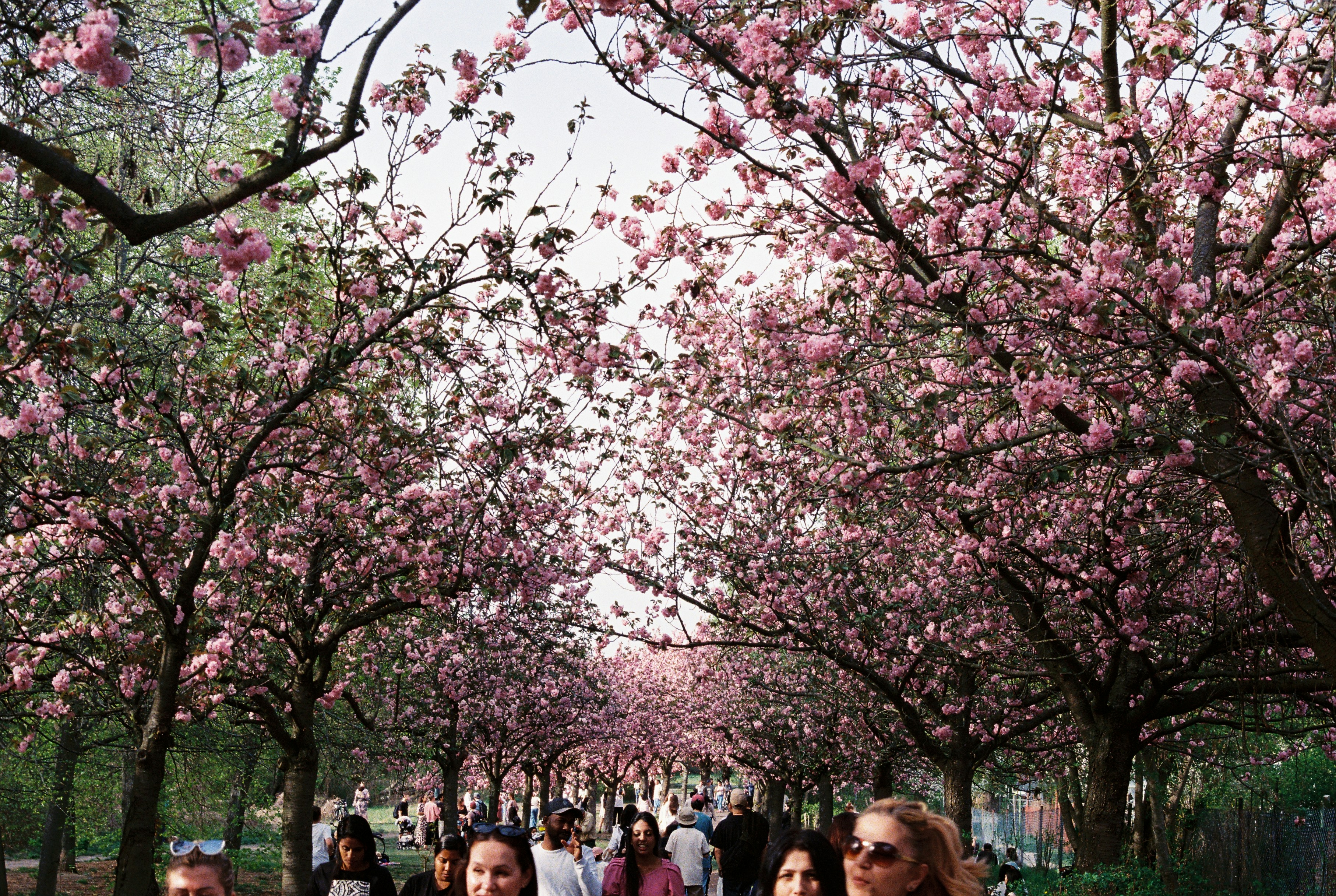 Cherry blossom trees line a path.