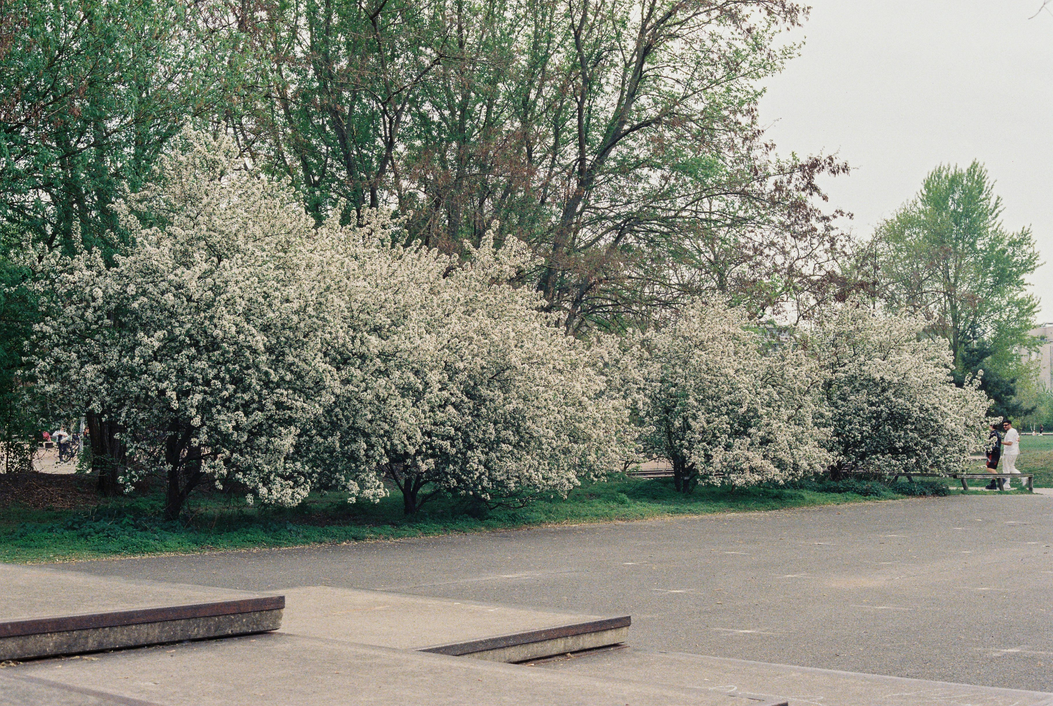 Whispering white blossoms along a quiet park walkway