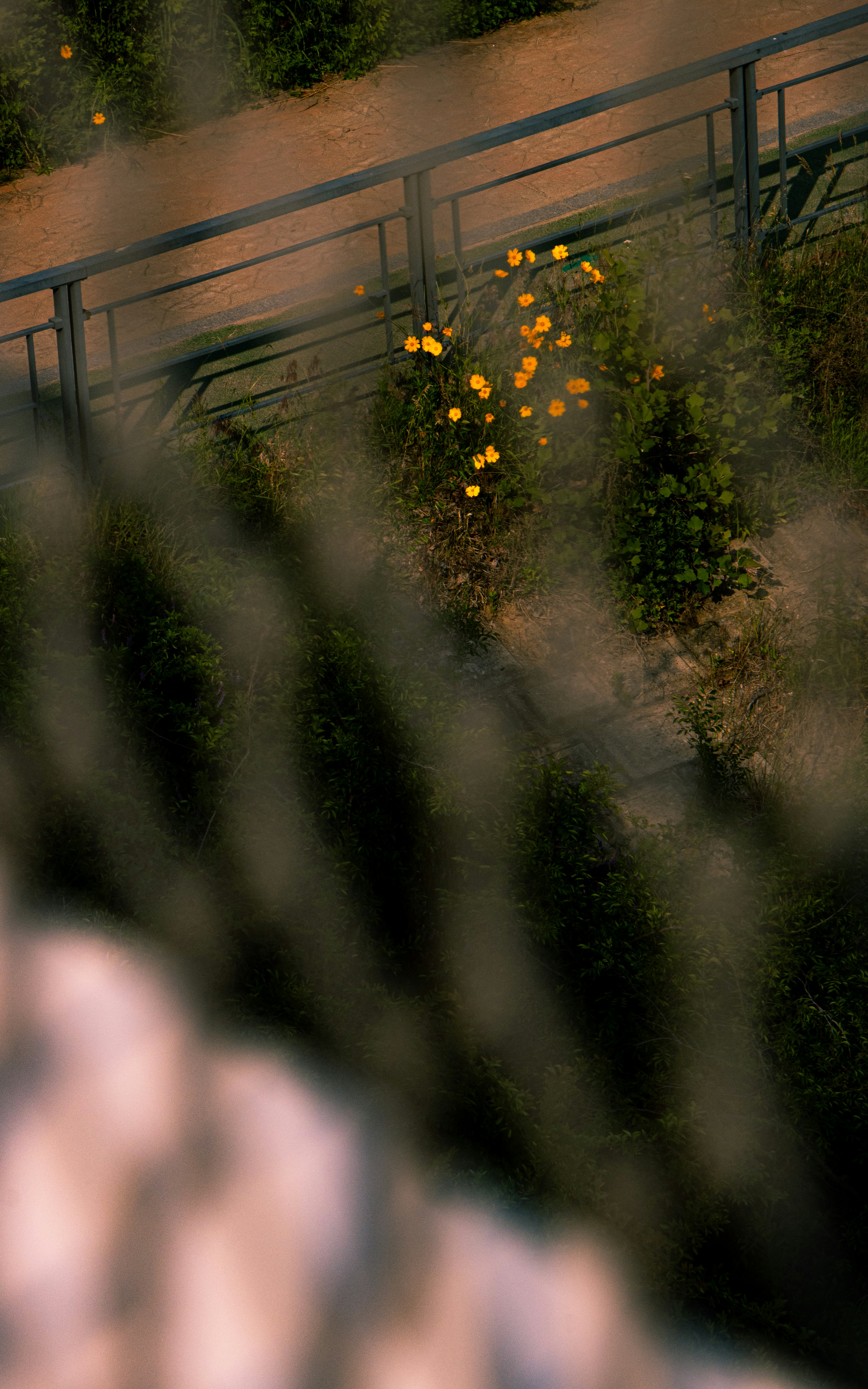 Yellow Blooms Along a Fence: Depth, Light, and Quiet Path