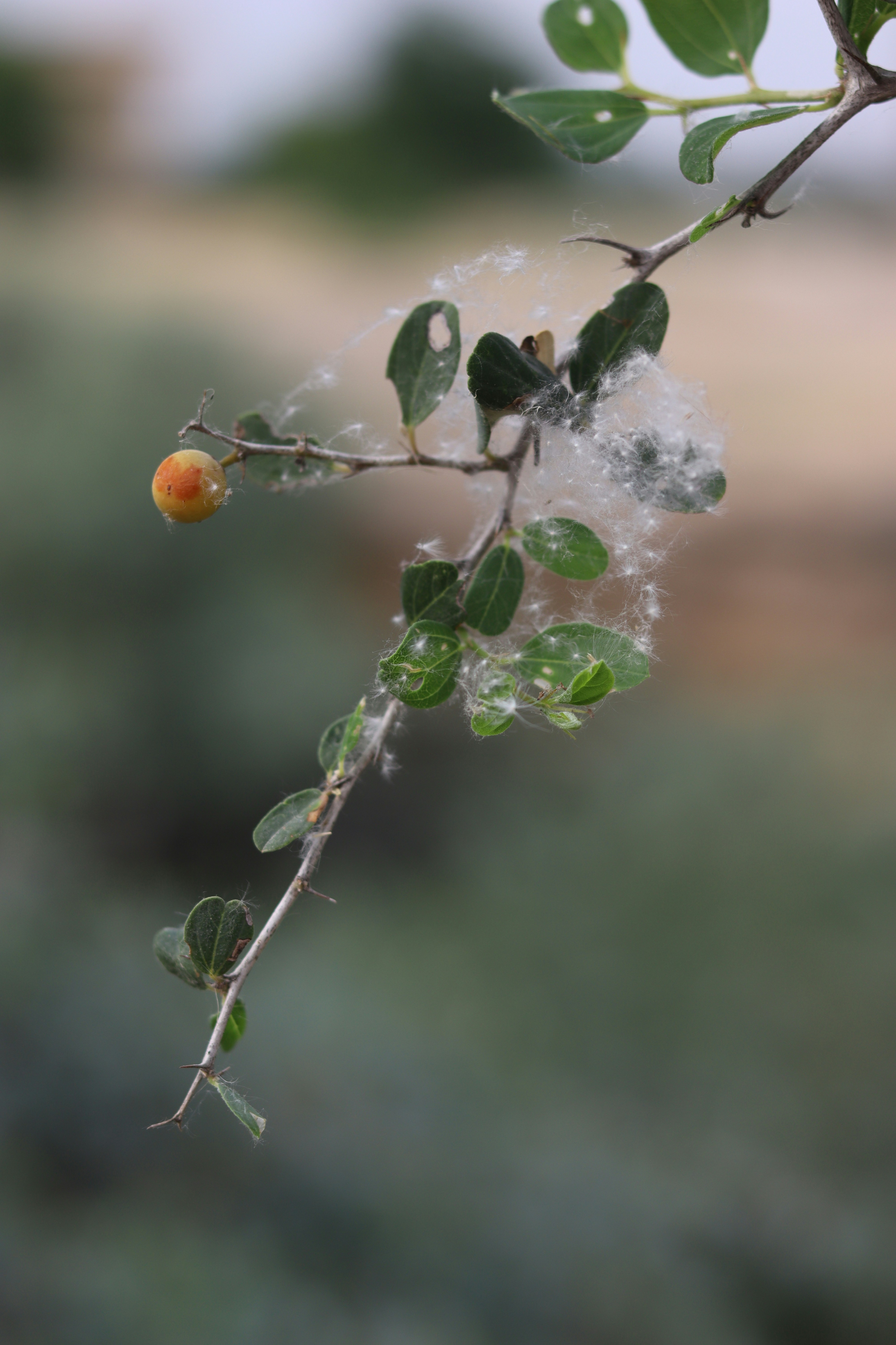 Nature's Intricate Weaving: A Hidden World