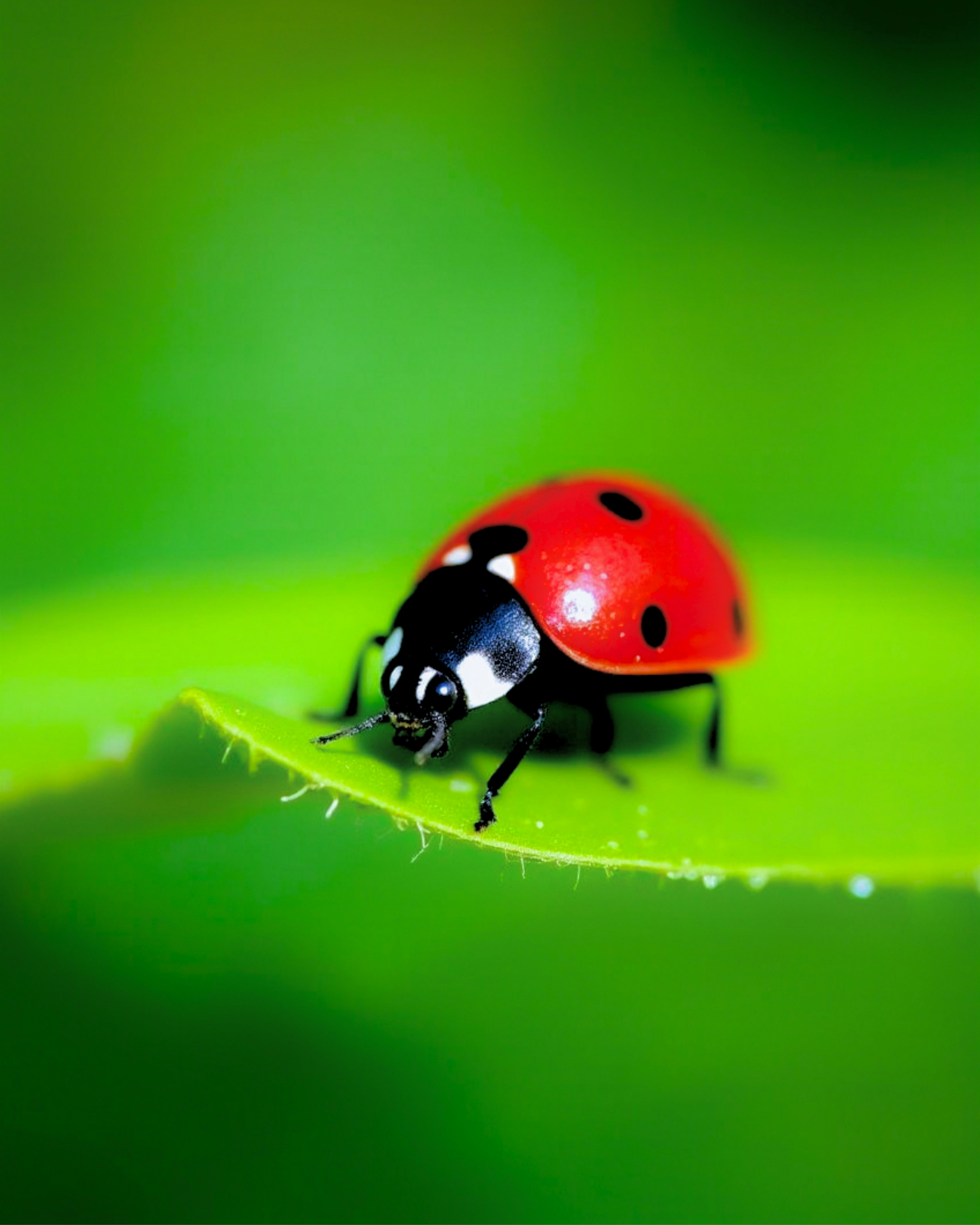 Morning Dew and the Ladybug.