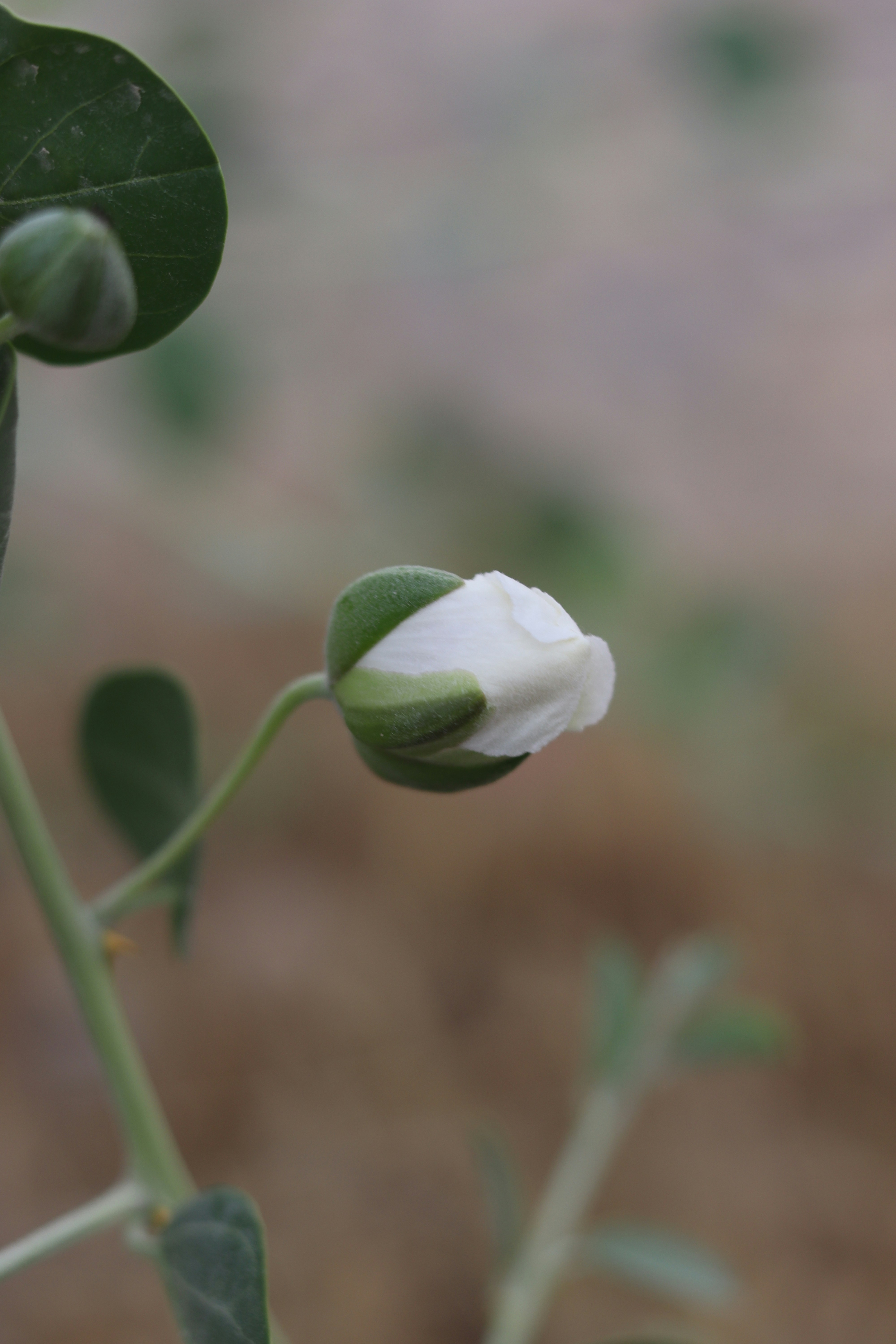 A white bud is about to bloom. photo – Free Image on Unsplash