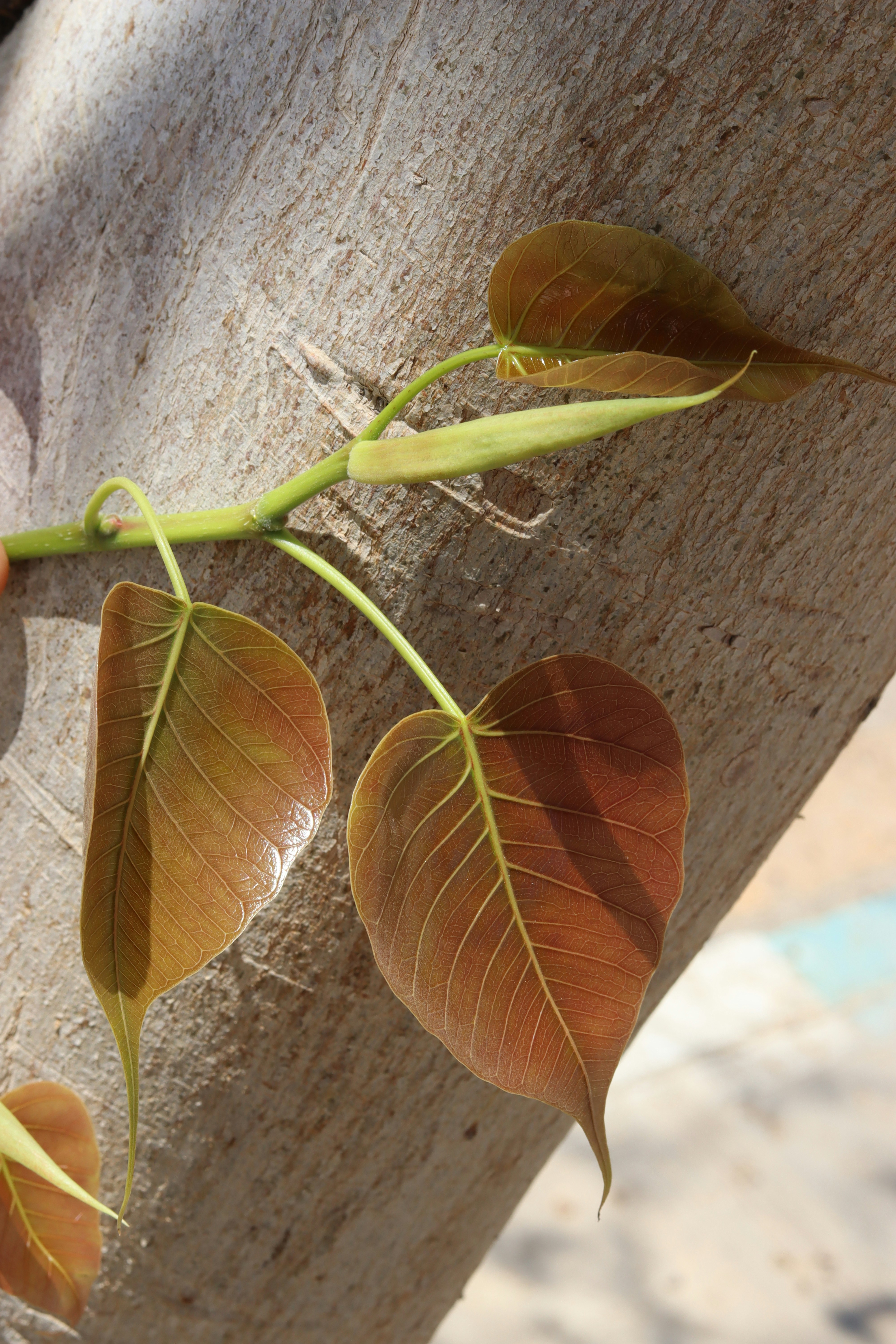 Photo by Mr. Pugo with Canon EOS 250D