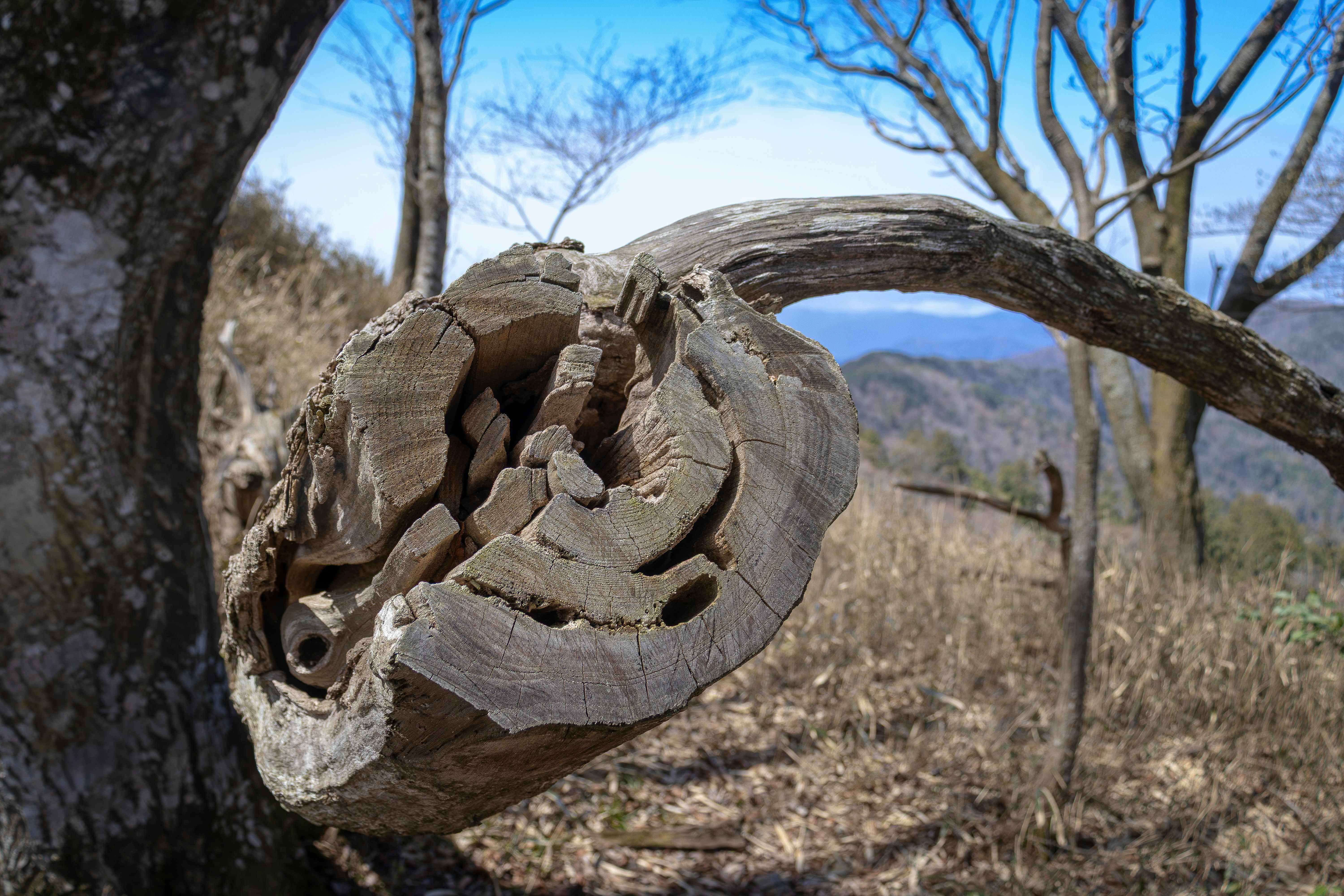 A decaying tree branch reveals its hollow core.
