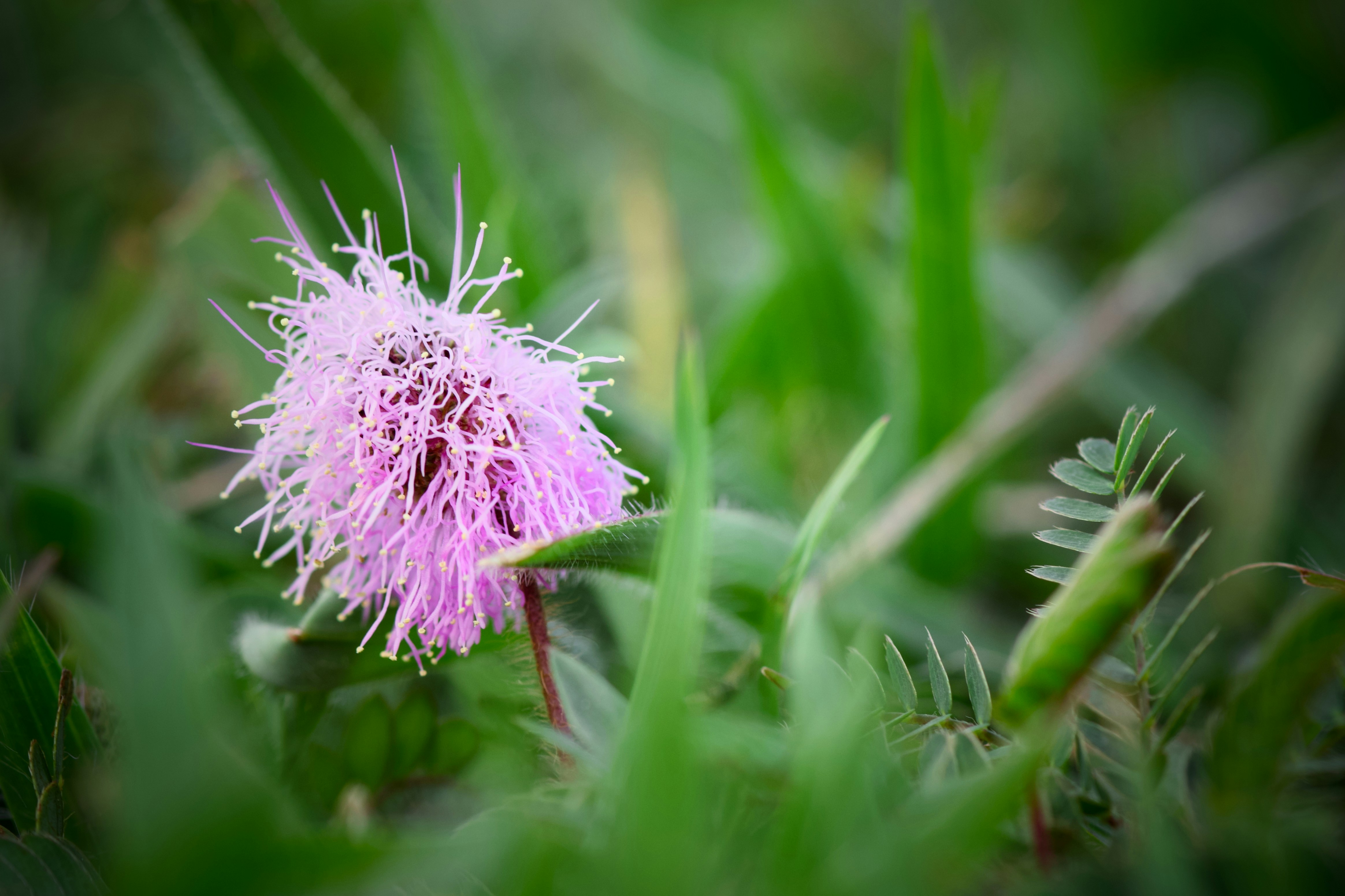 pink earth anemone