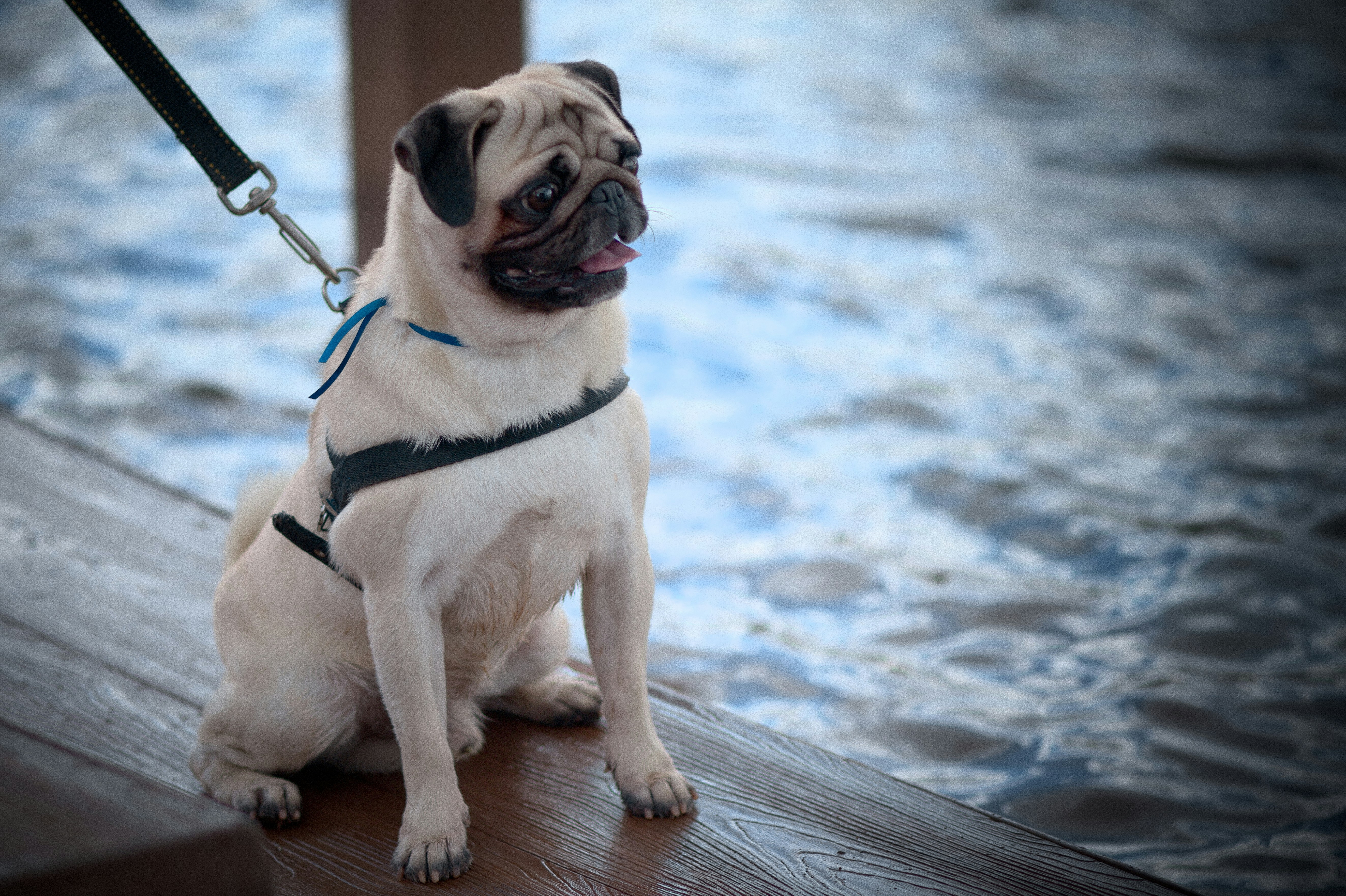 Pug on the Dock: Waterfront Moment of Wagging Focus