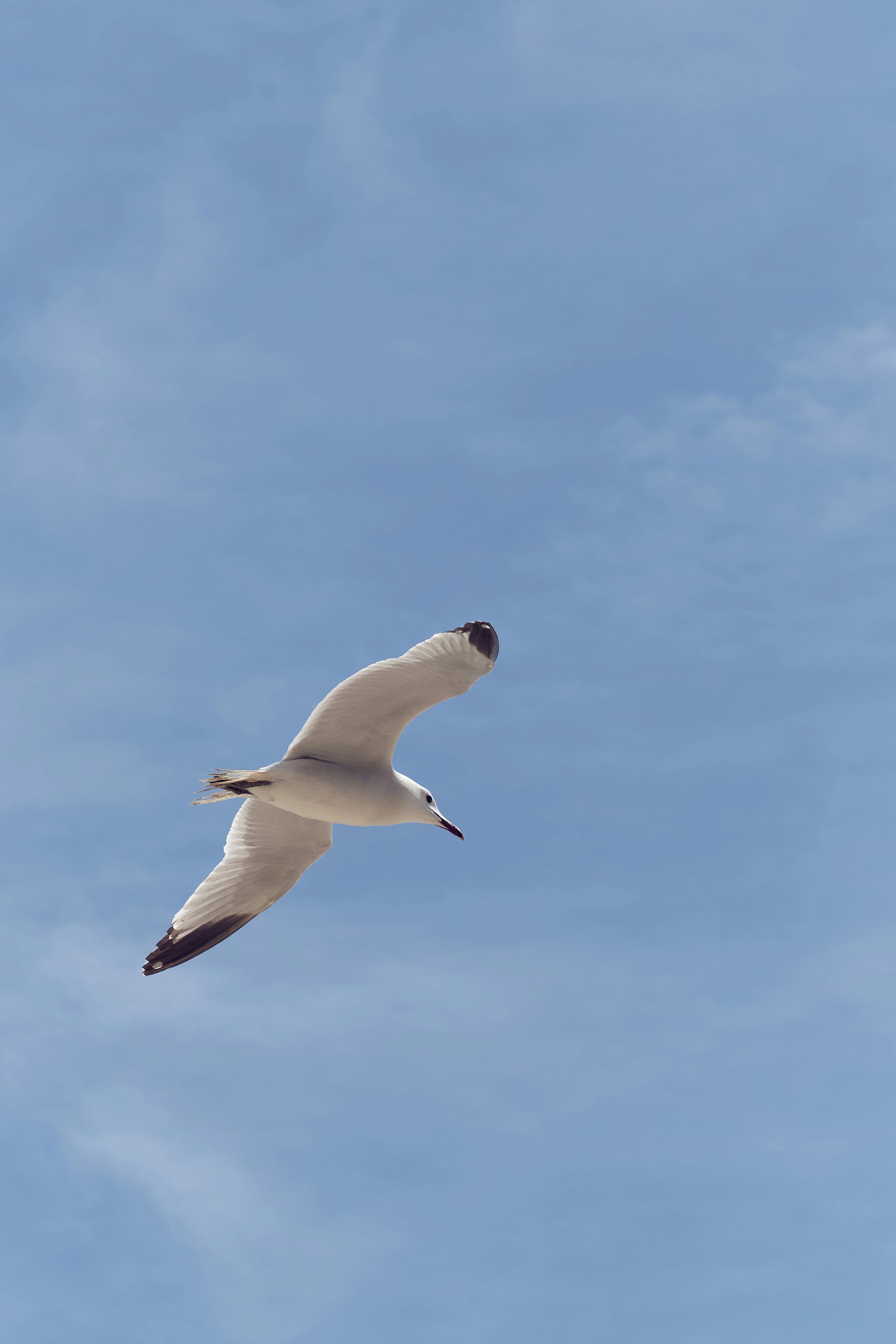 Soaring Serenity: A Seagull's Flight