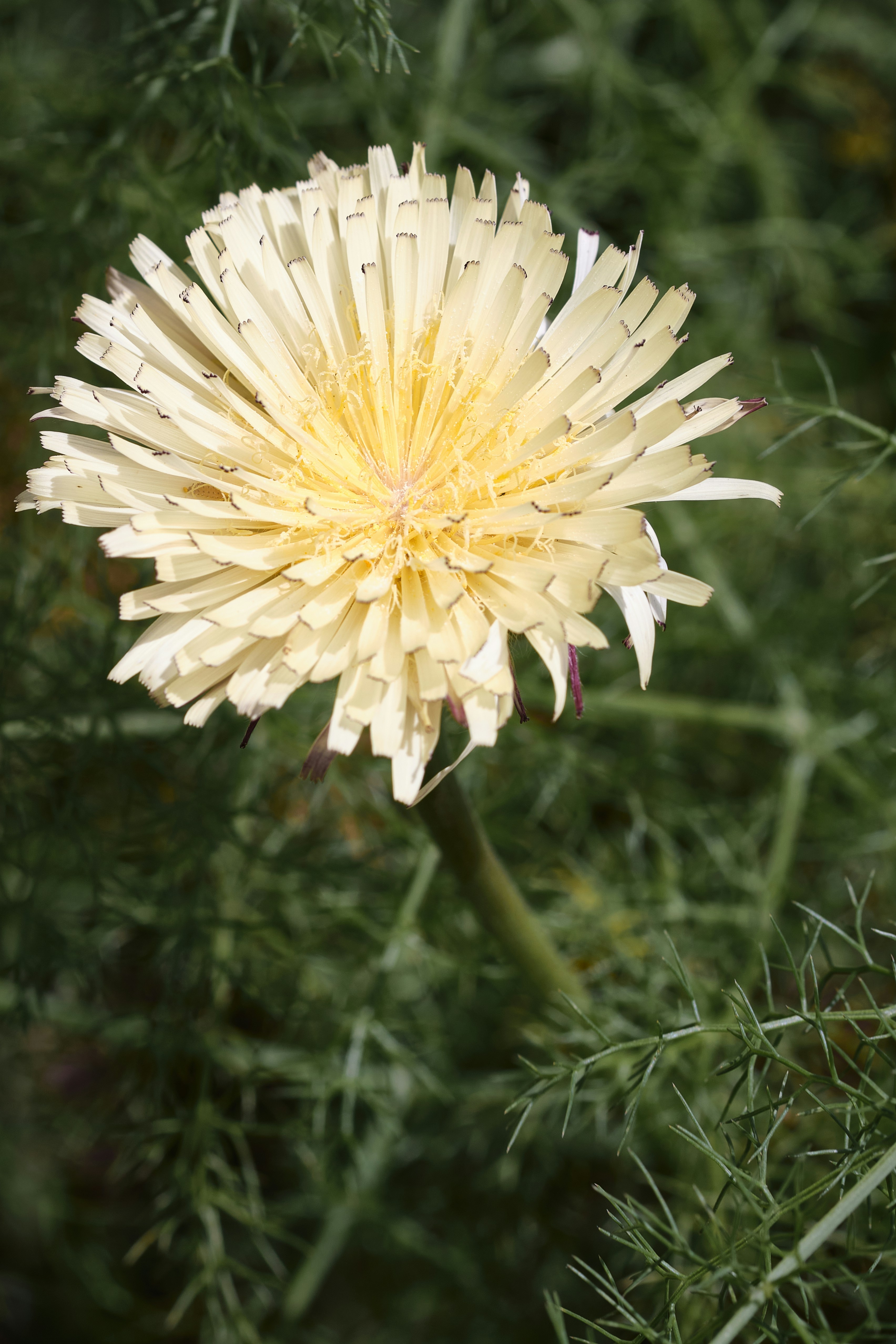 Cream Dahlia: Petal Geometry in a Sea of Green