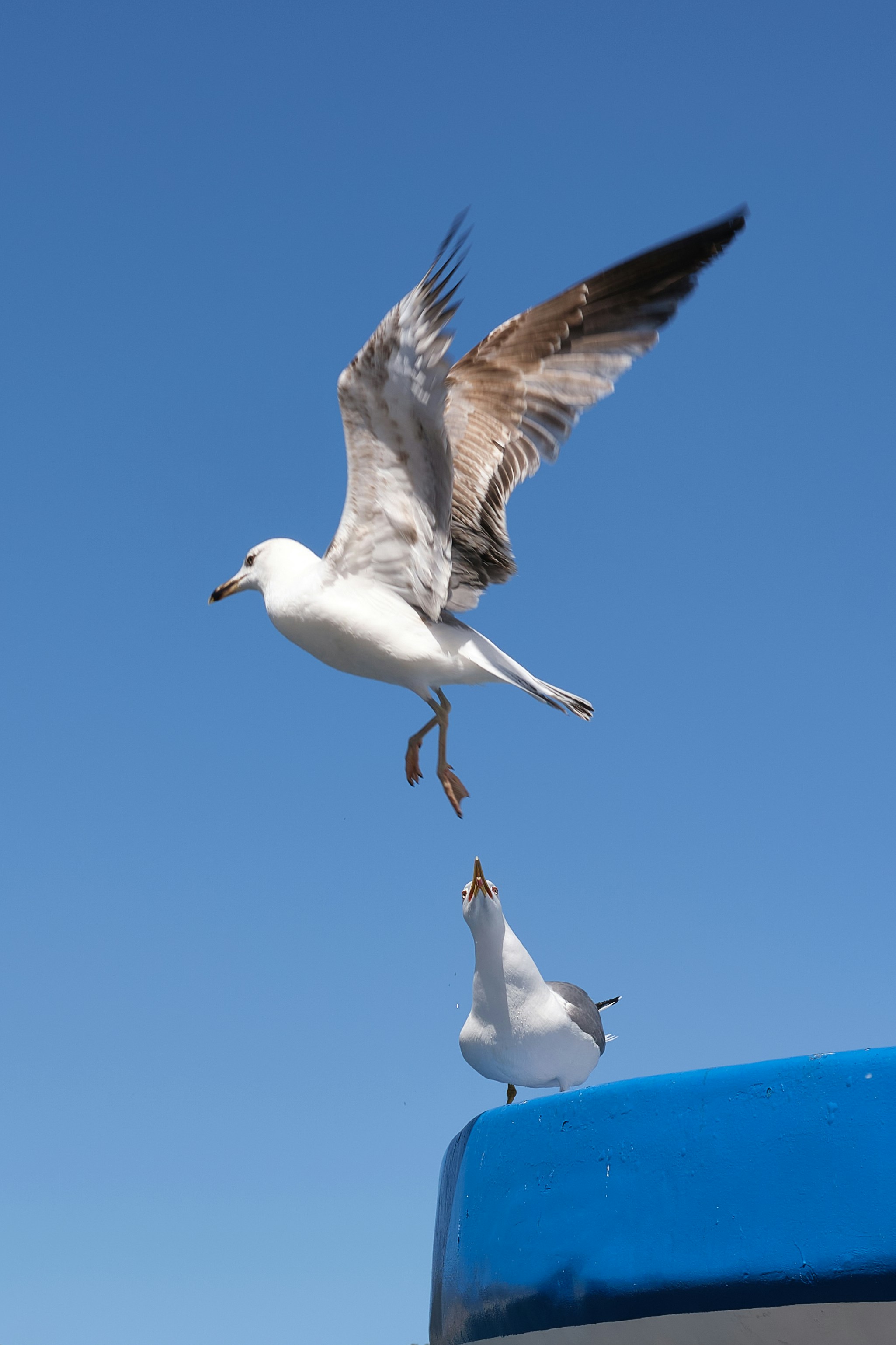 Wingbeat Above Azure: Seagull in Flight Over a Blue Rail