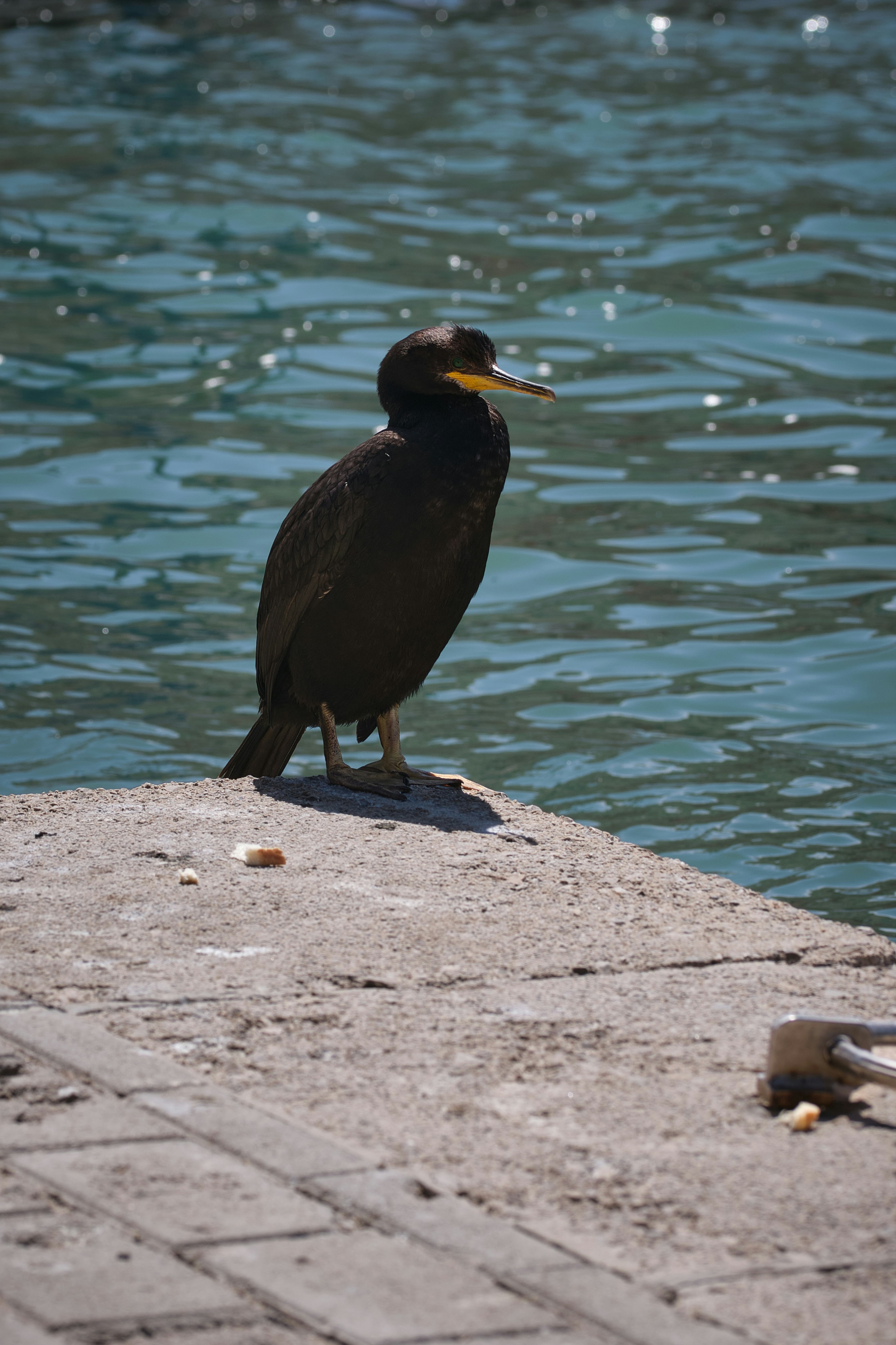 Harbor Edge Sentinel: A solitary cormorant on a sunlit jetty