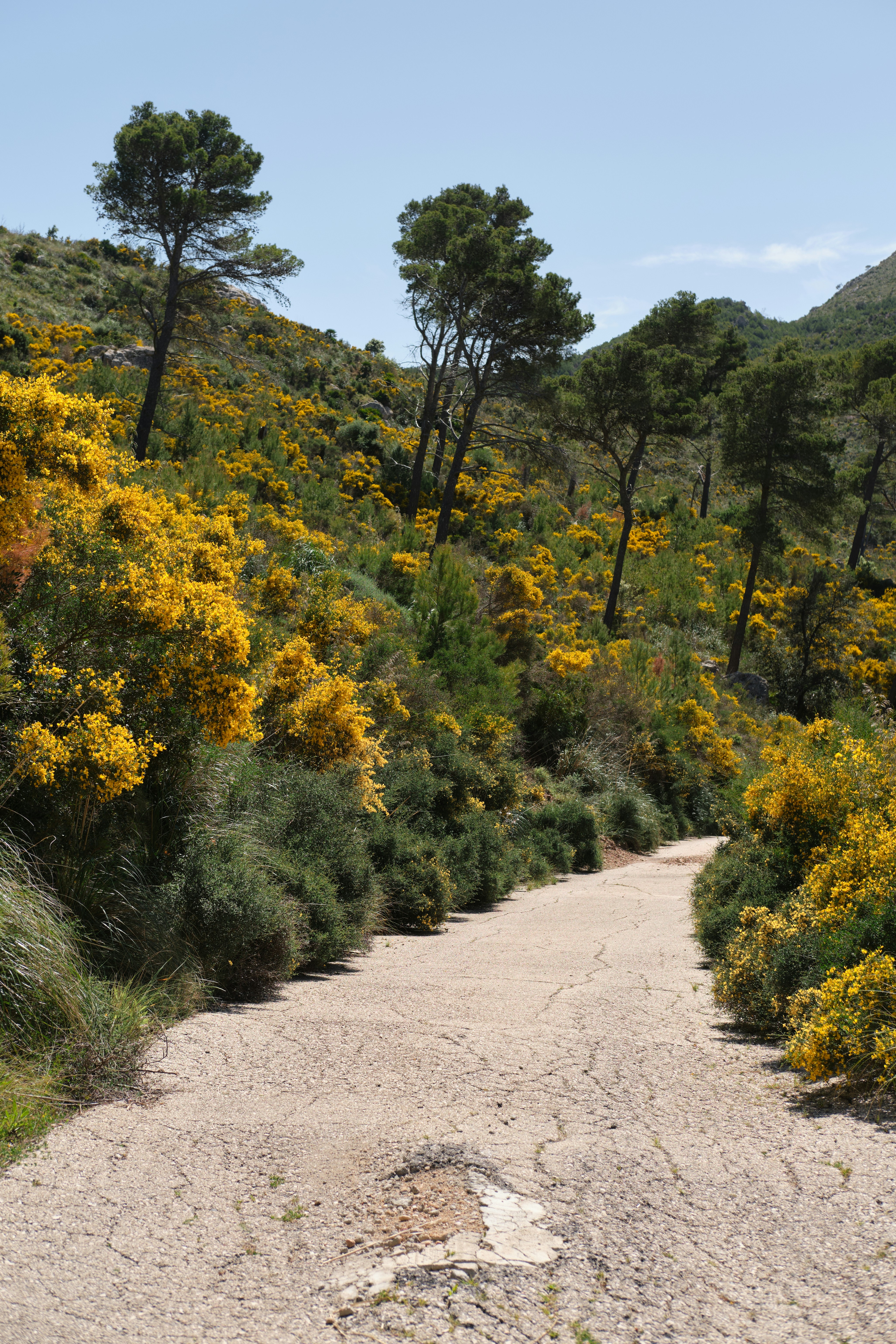 Winding Trail Through a Pine-Golden Bloom