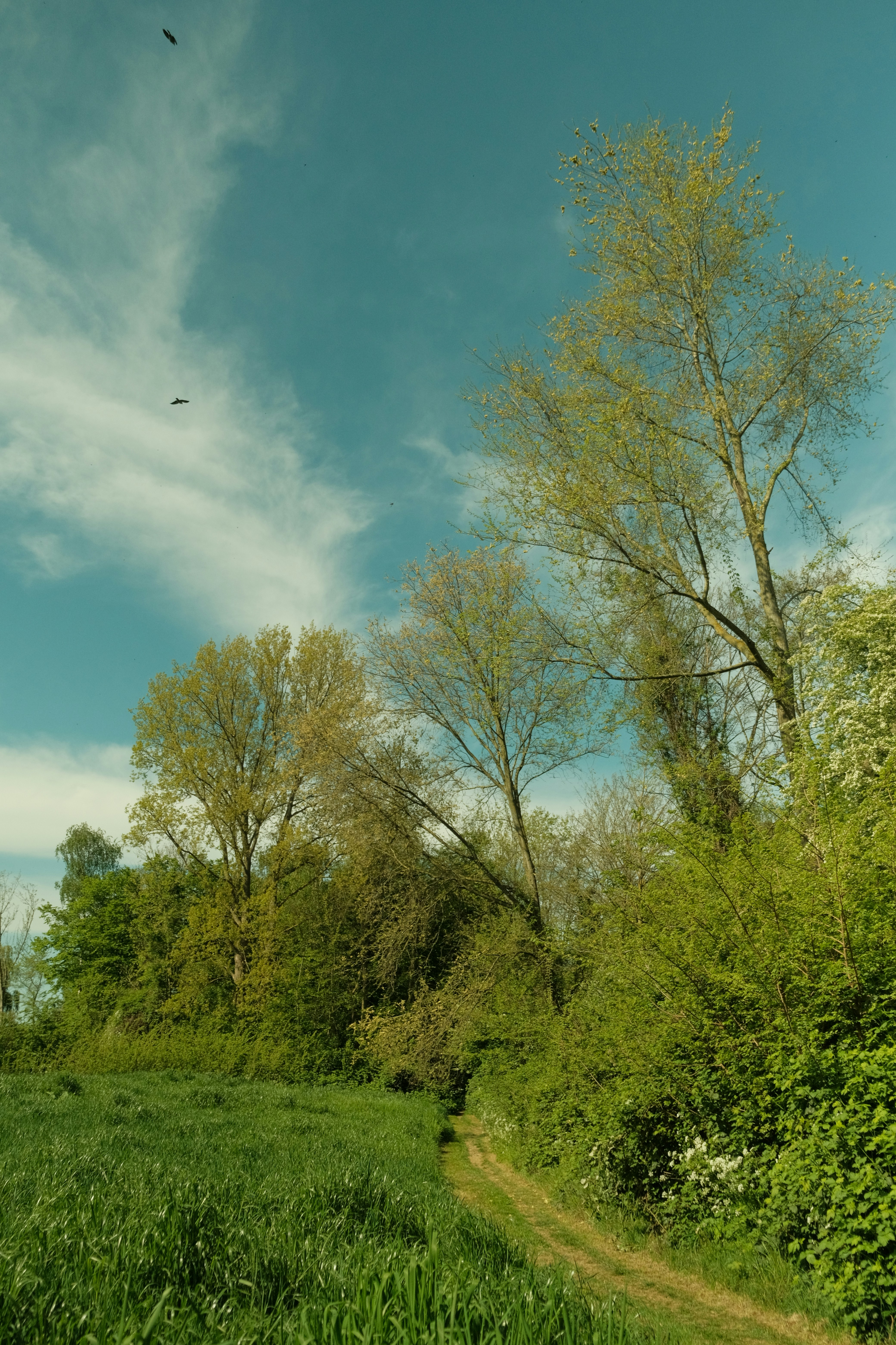 A lush green landscape under a blue sky. photo – Free Wallpaper Image ...