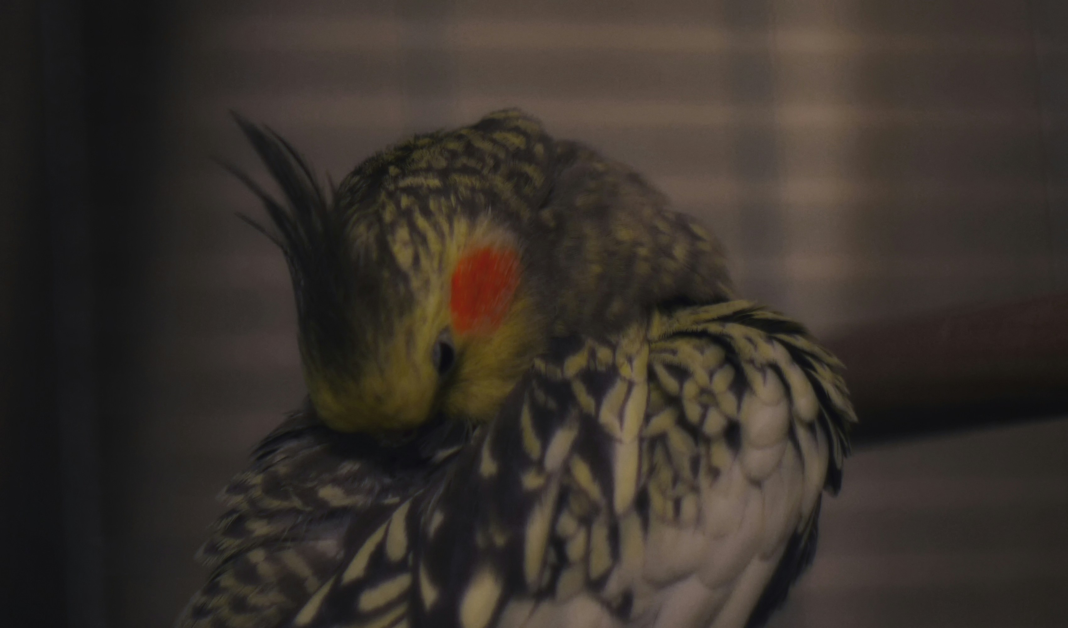 Dimly lit scene of a bird with a yellow-green head and red cheek, preening its black-and-white plumage against a dark background.