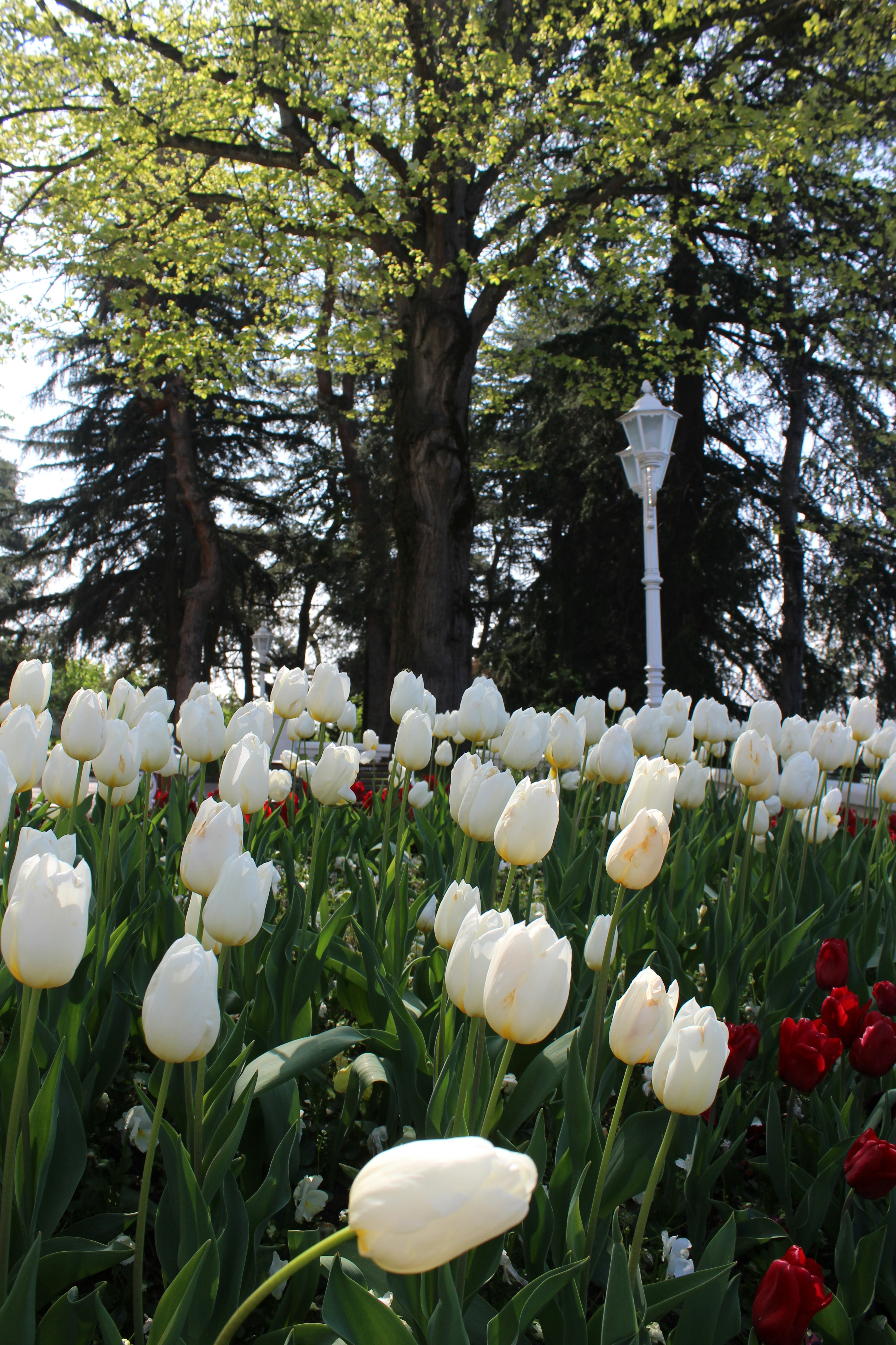 Field of Ivory: Tulips under a Velvet Tree and Lantern