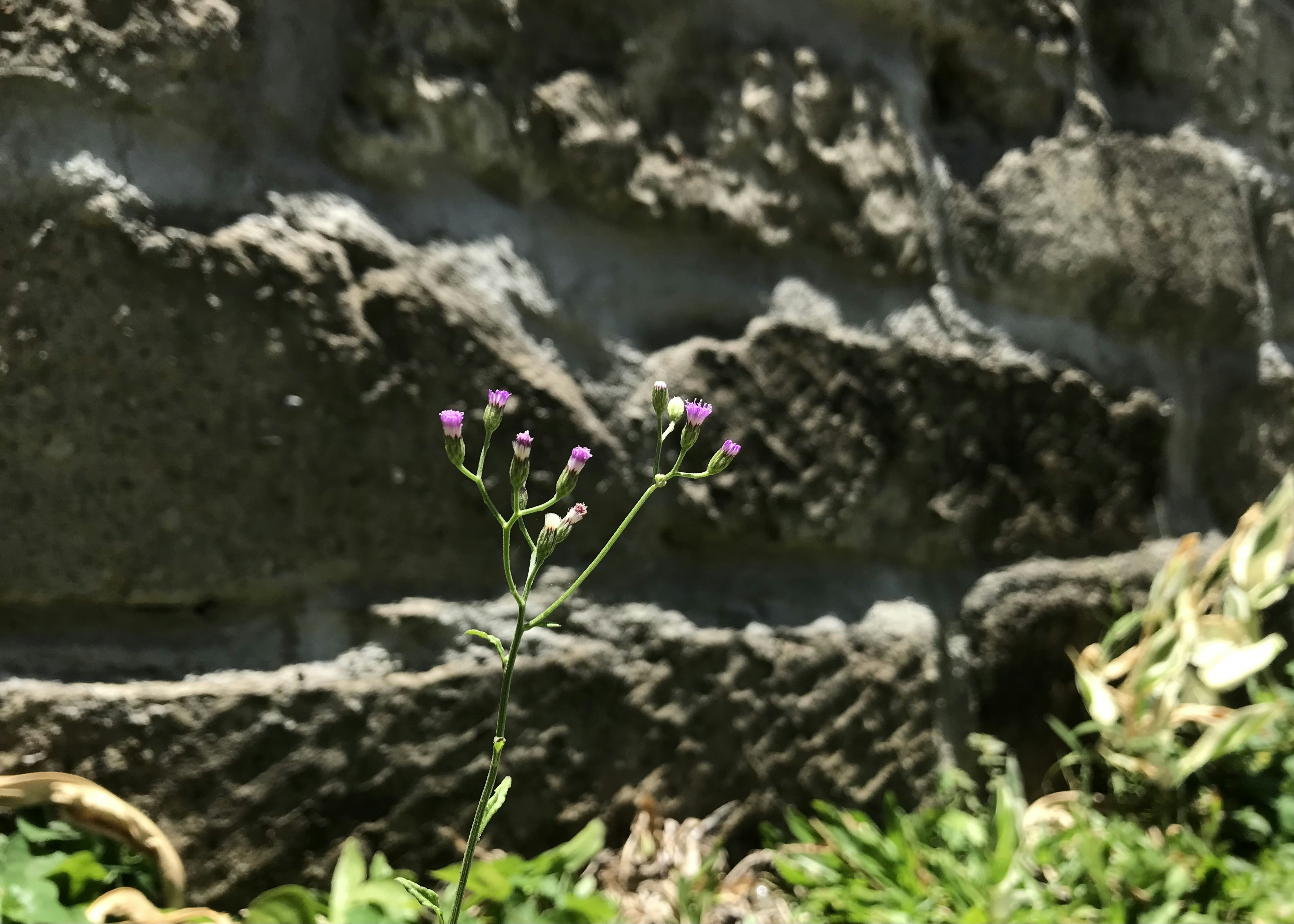 Purple Seedling Reaches for Light Along a Weathered Stone Wall