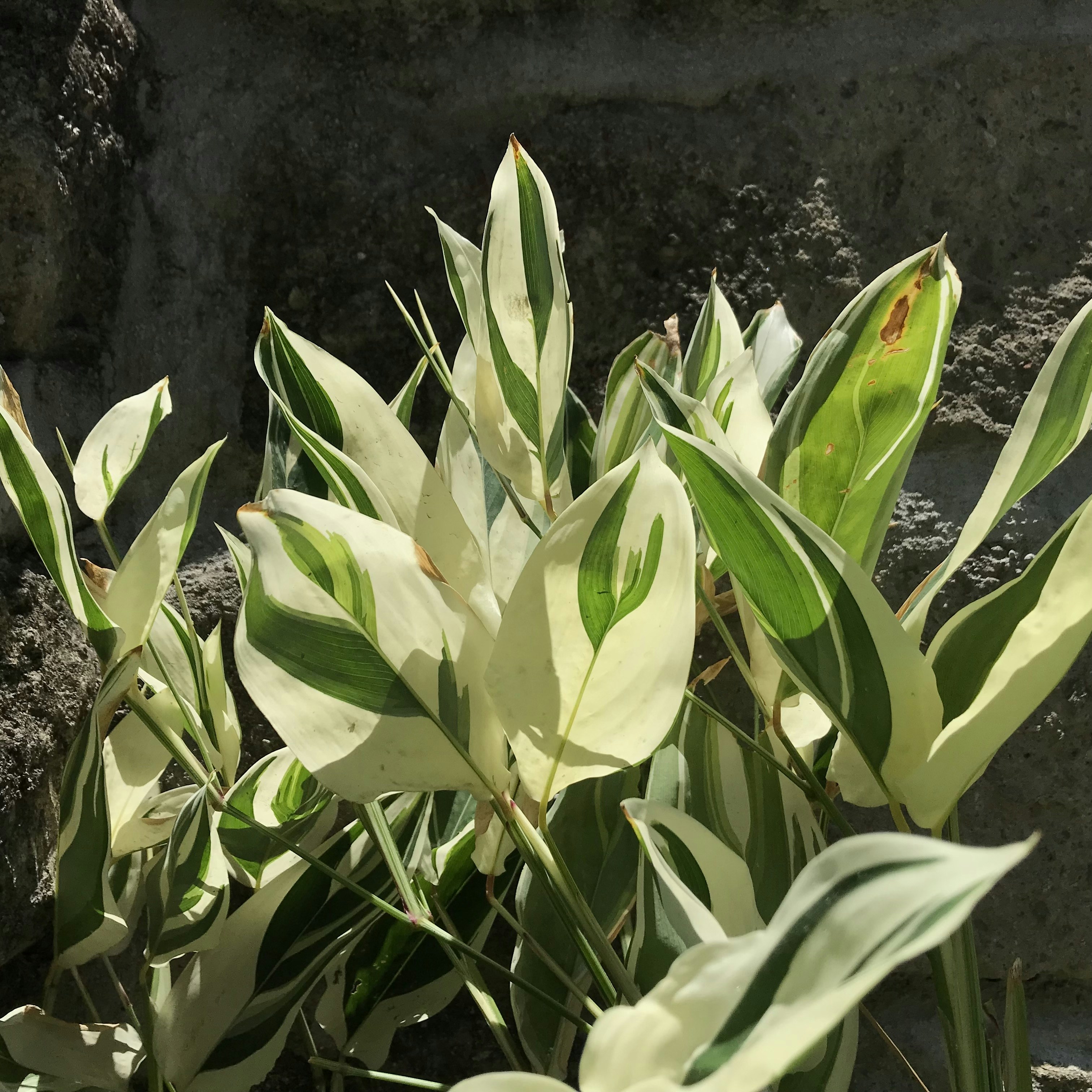 Cream-Trimmed Foliage: Sunlit Variegation Framed by Stone