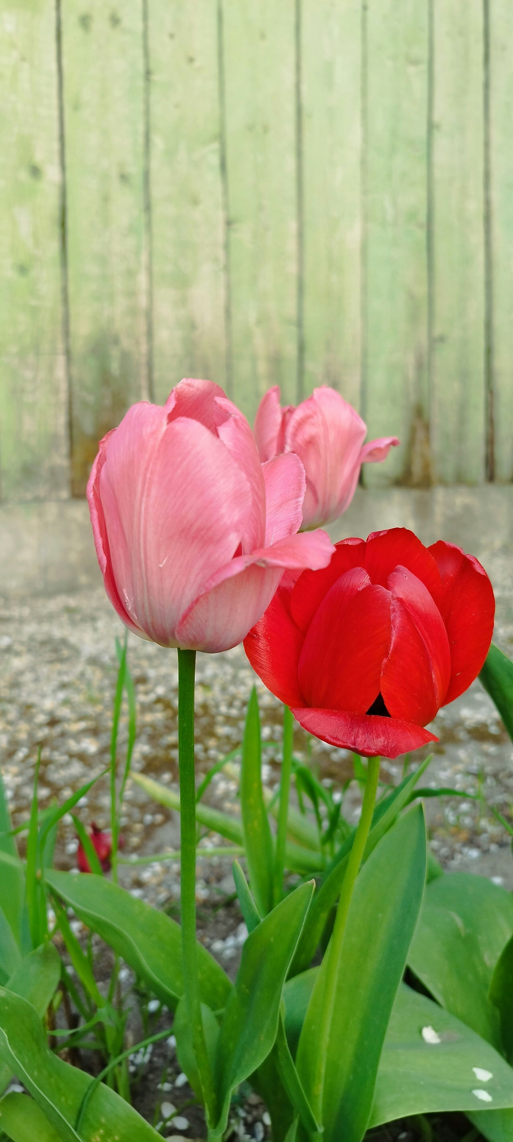 Irada Shikhkamalova (@iradalove_07) | Unsplash Photo Community