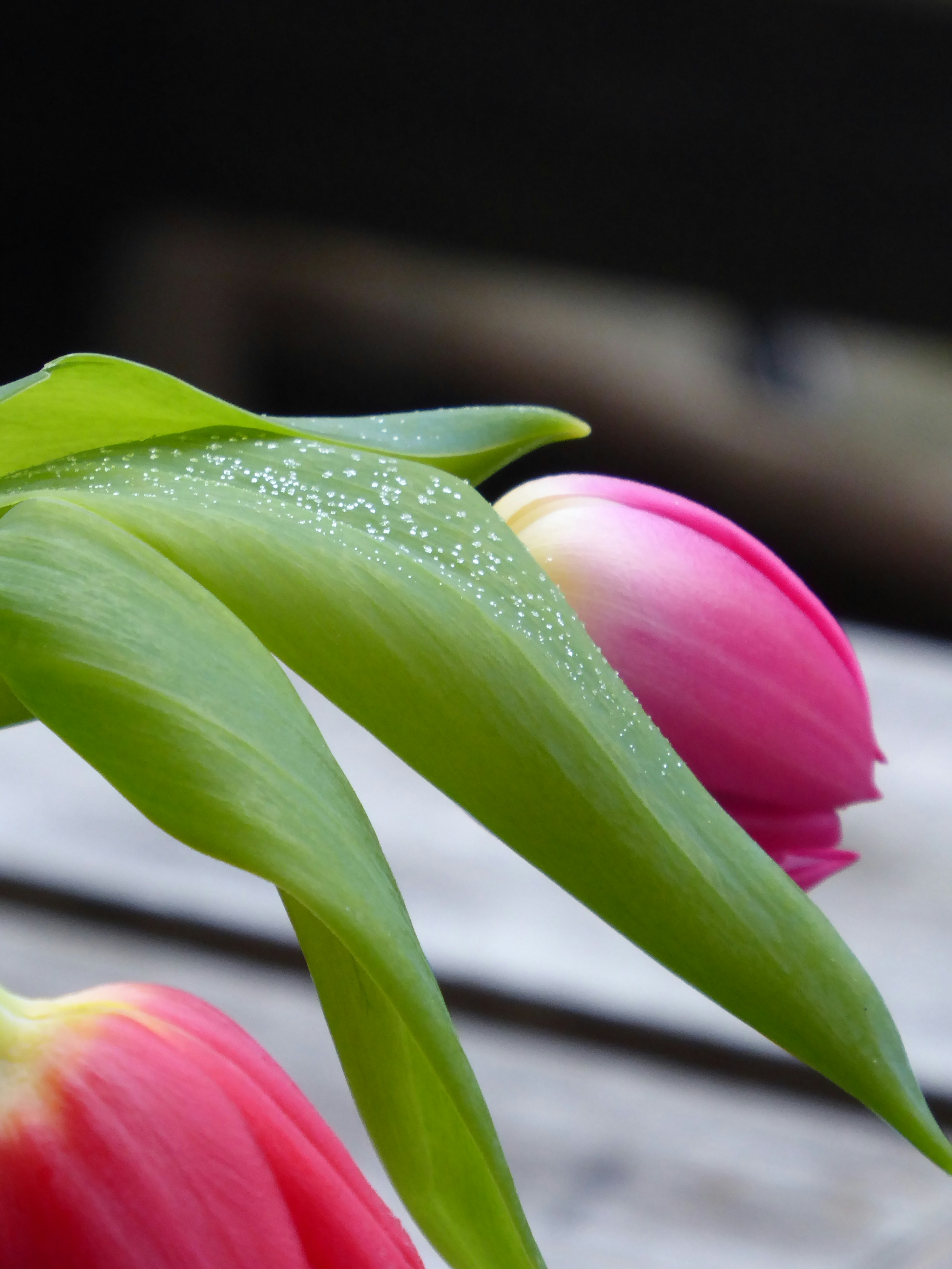 Dew on a Tulip Leaf: A Quiet Close-Up of Pink Petals