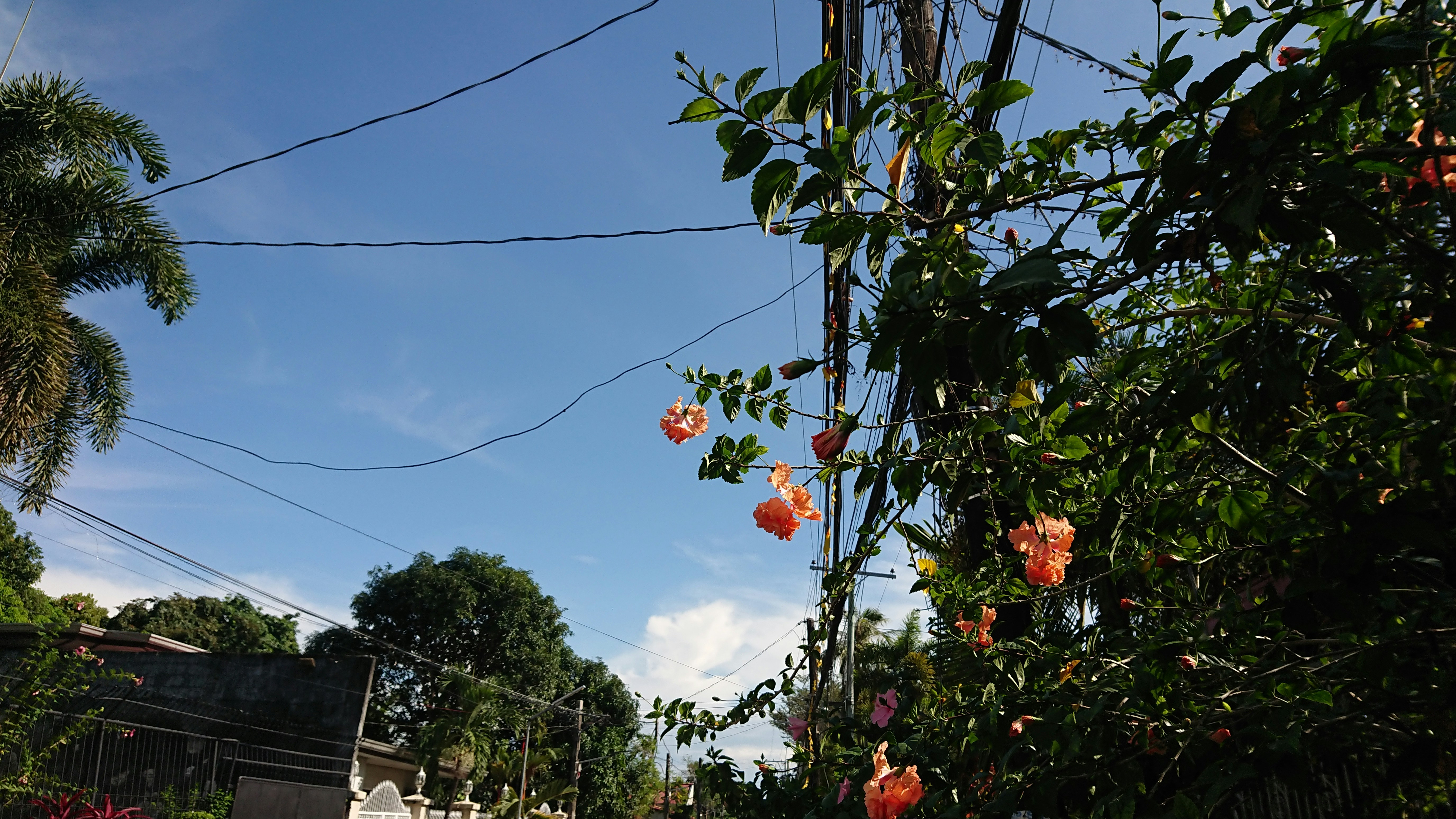 Vibrant hibiscus flowers bloom against a backdrop of power lines and a clear blue sky, showcasing the harmony between nature and urban life.