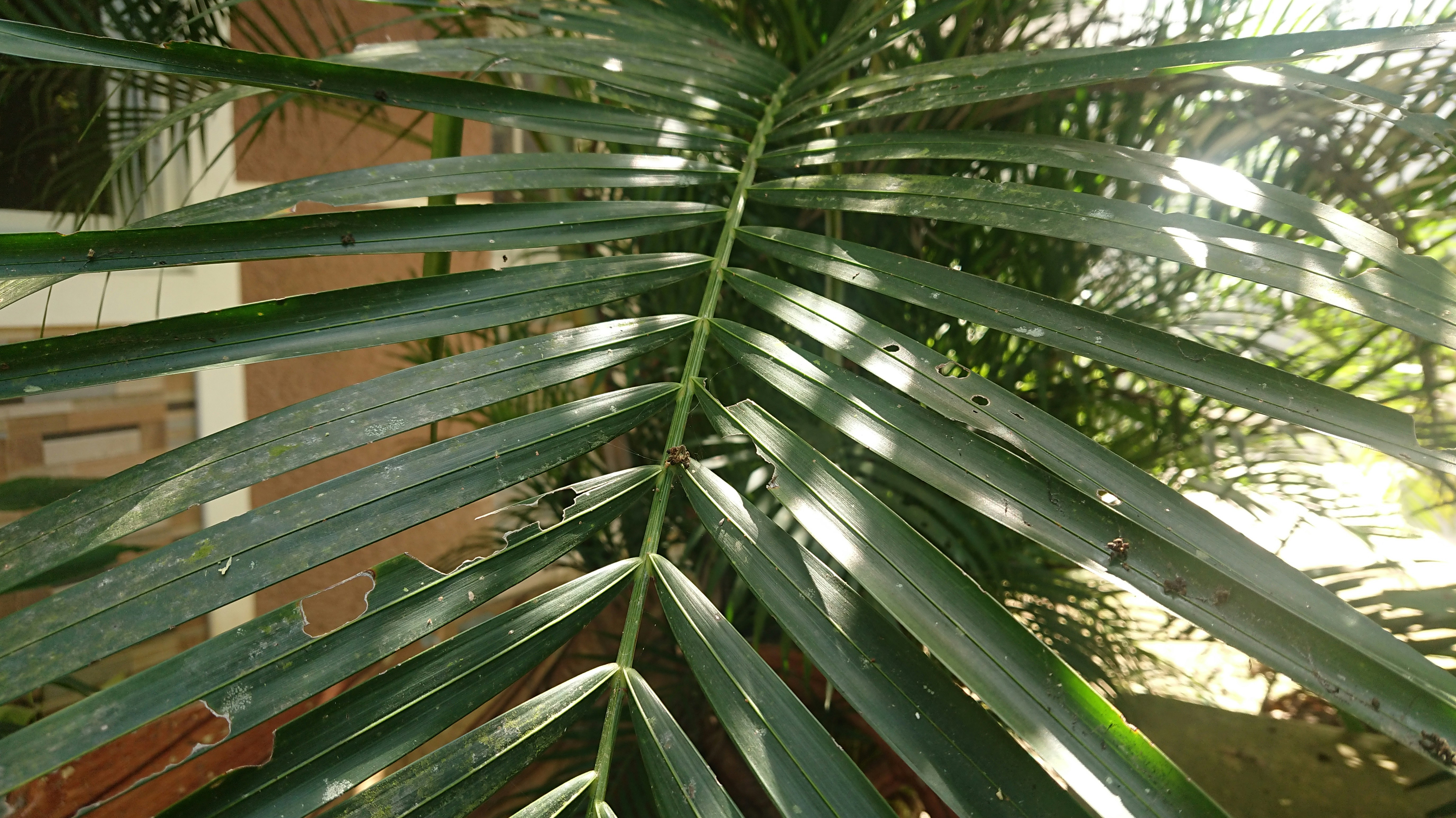 Close-up photograph of overlapping palm fronds, with sunlight filtering through a tropical canopy.