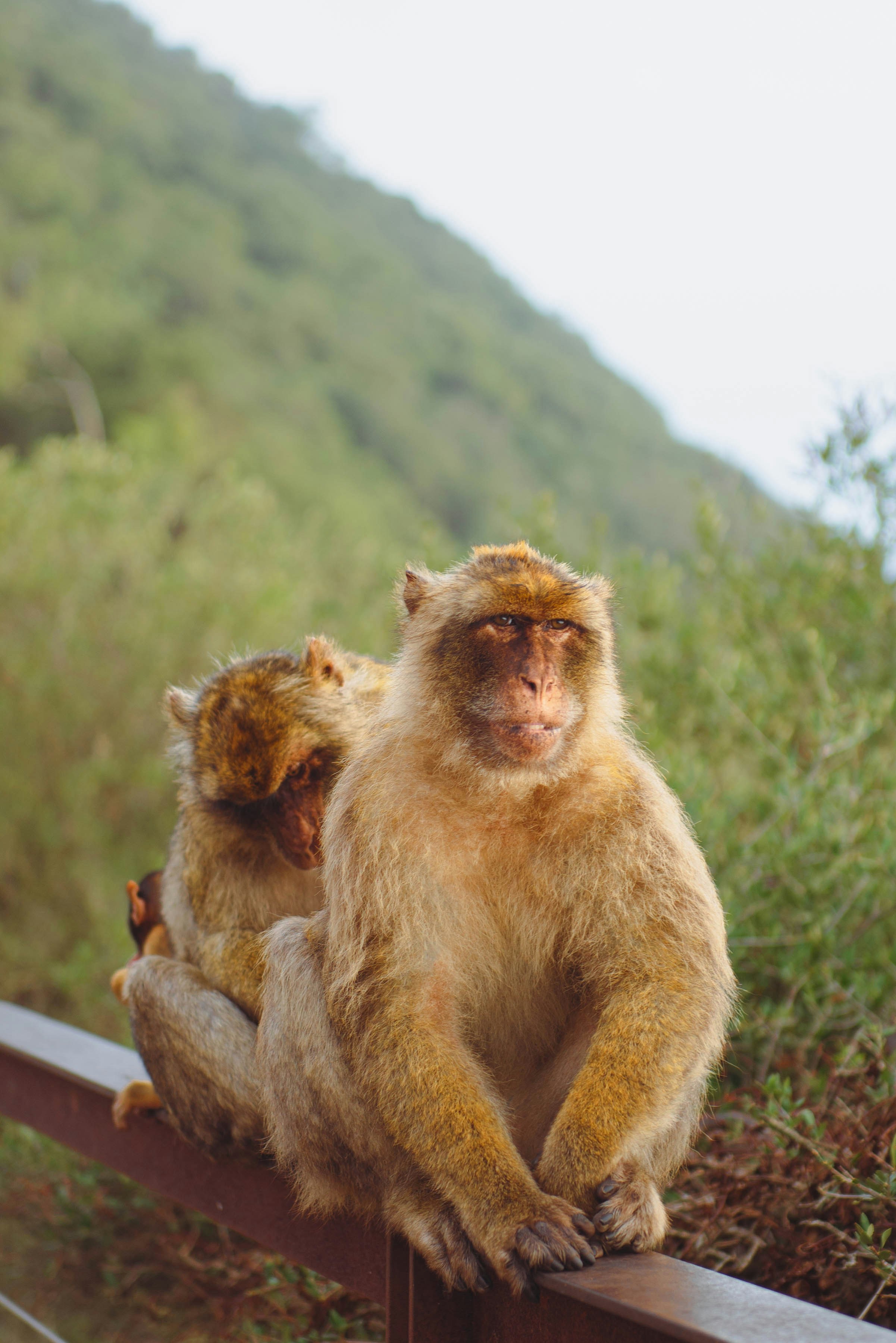 Quiet Confidence on the Rail: Two Monkeys in Warm Daylight