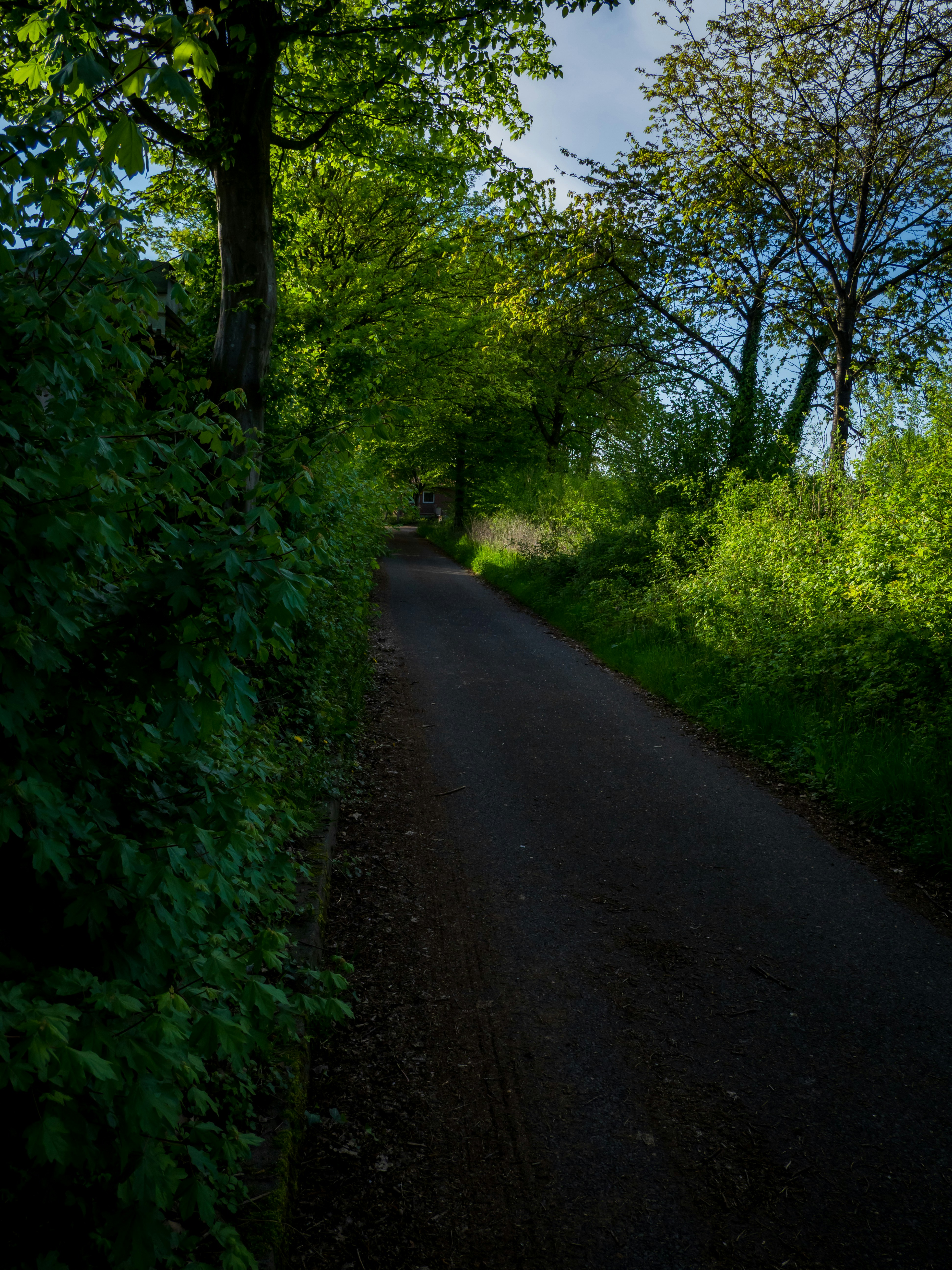 A pathway winds through lush green trees. photo – Free Image on Unsplash