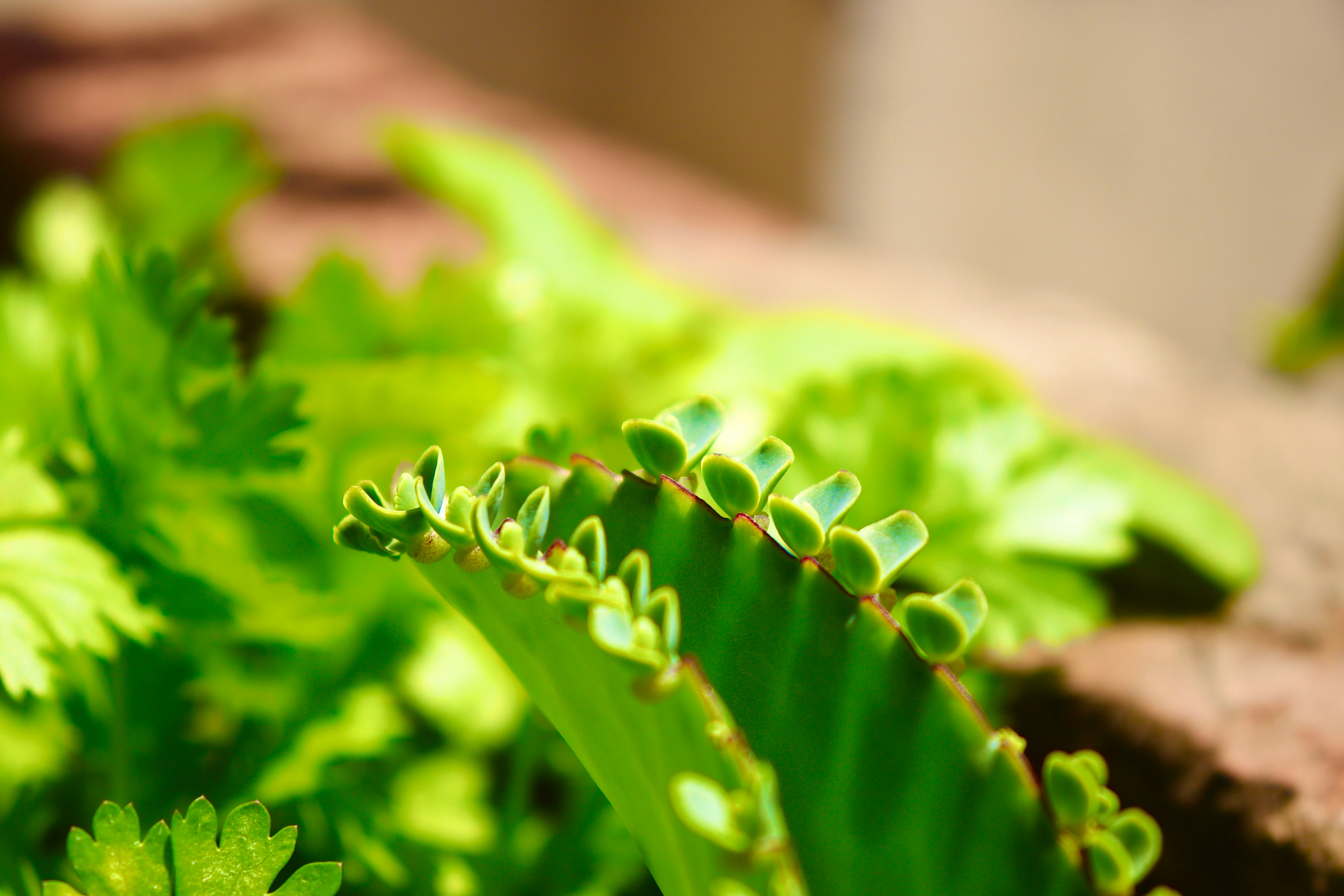 Macro photograph of a succulent leaf edge with tiny rounded projections, set against blurred green foliage. The shallow depth of field isolates the texture and form.
