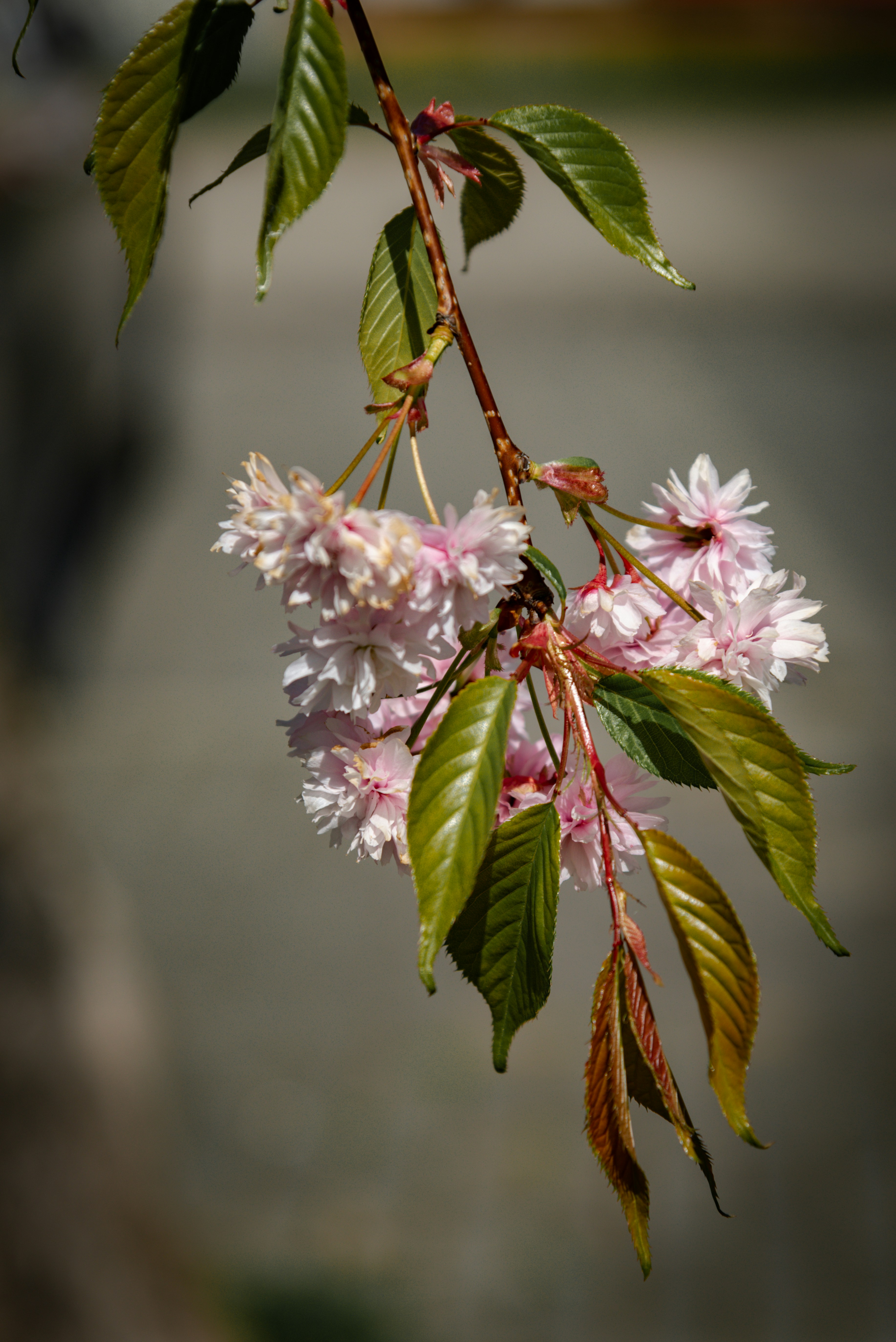 Whispers of Pink: Sakura Clusters on a Slender Branch