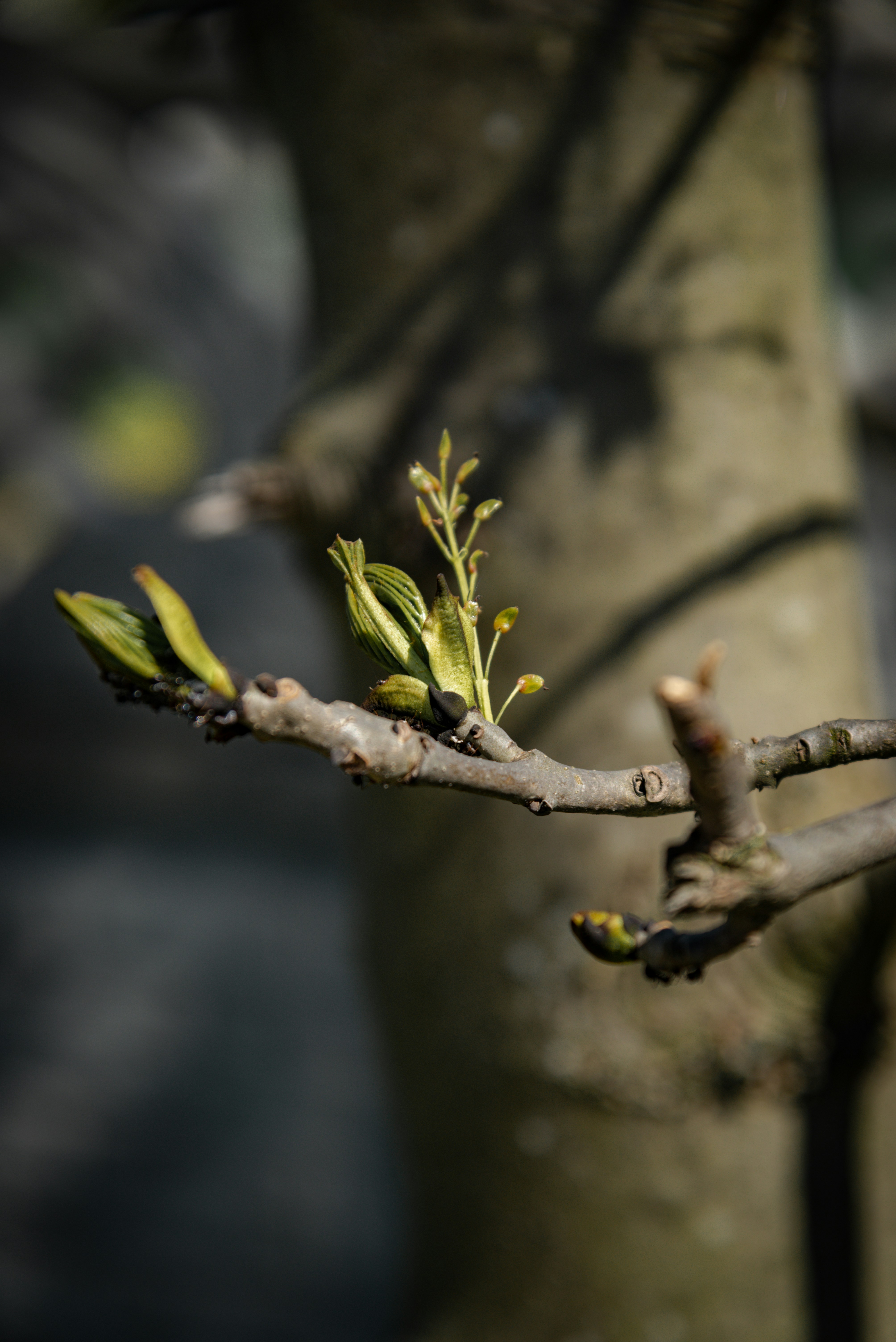 New leaves are sprouting on a tree branch. photo – Free Branch Image on ...