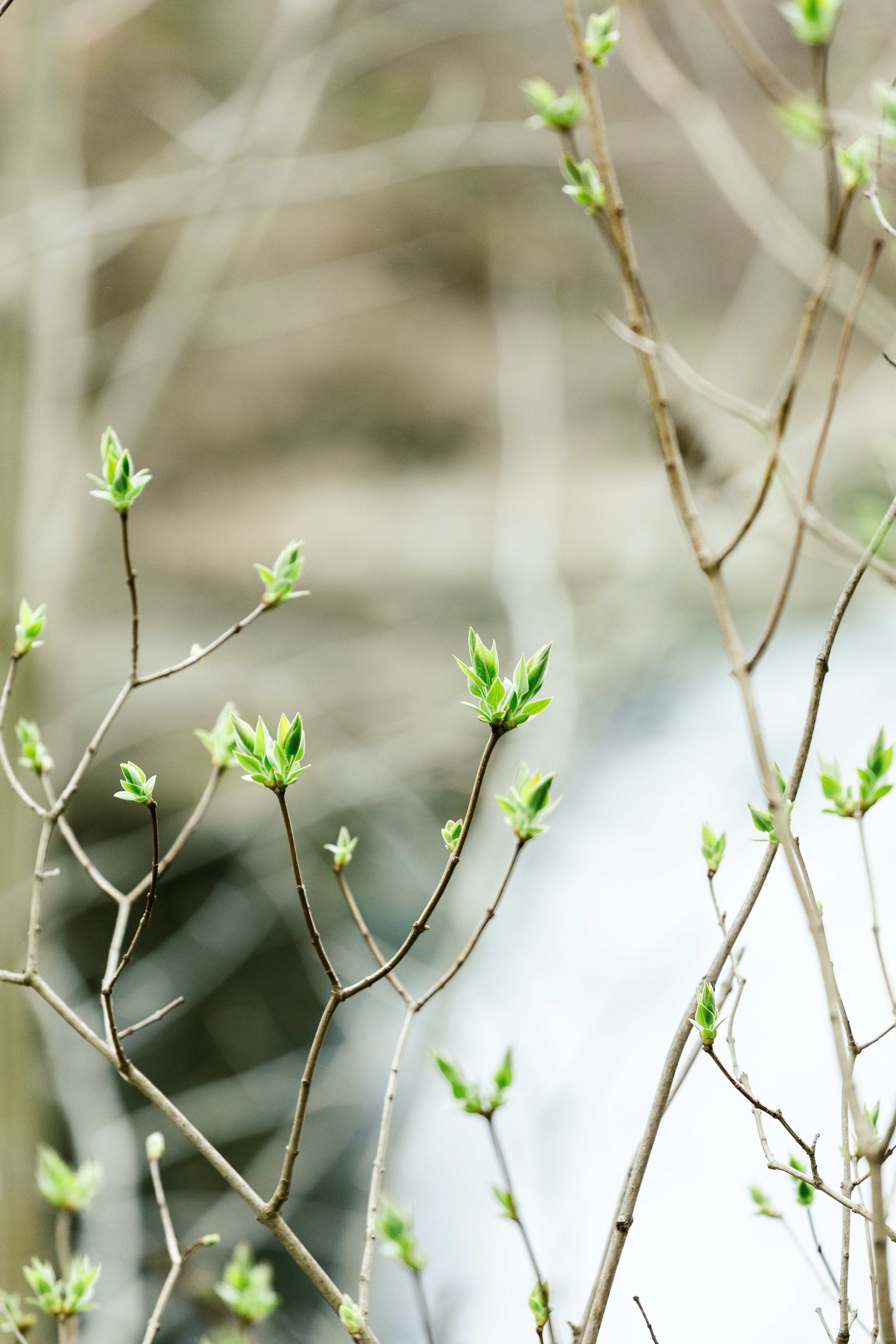 First Green Sparks on Dormant Branches