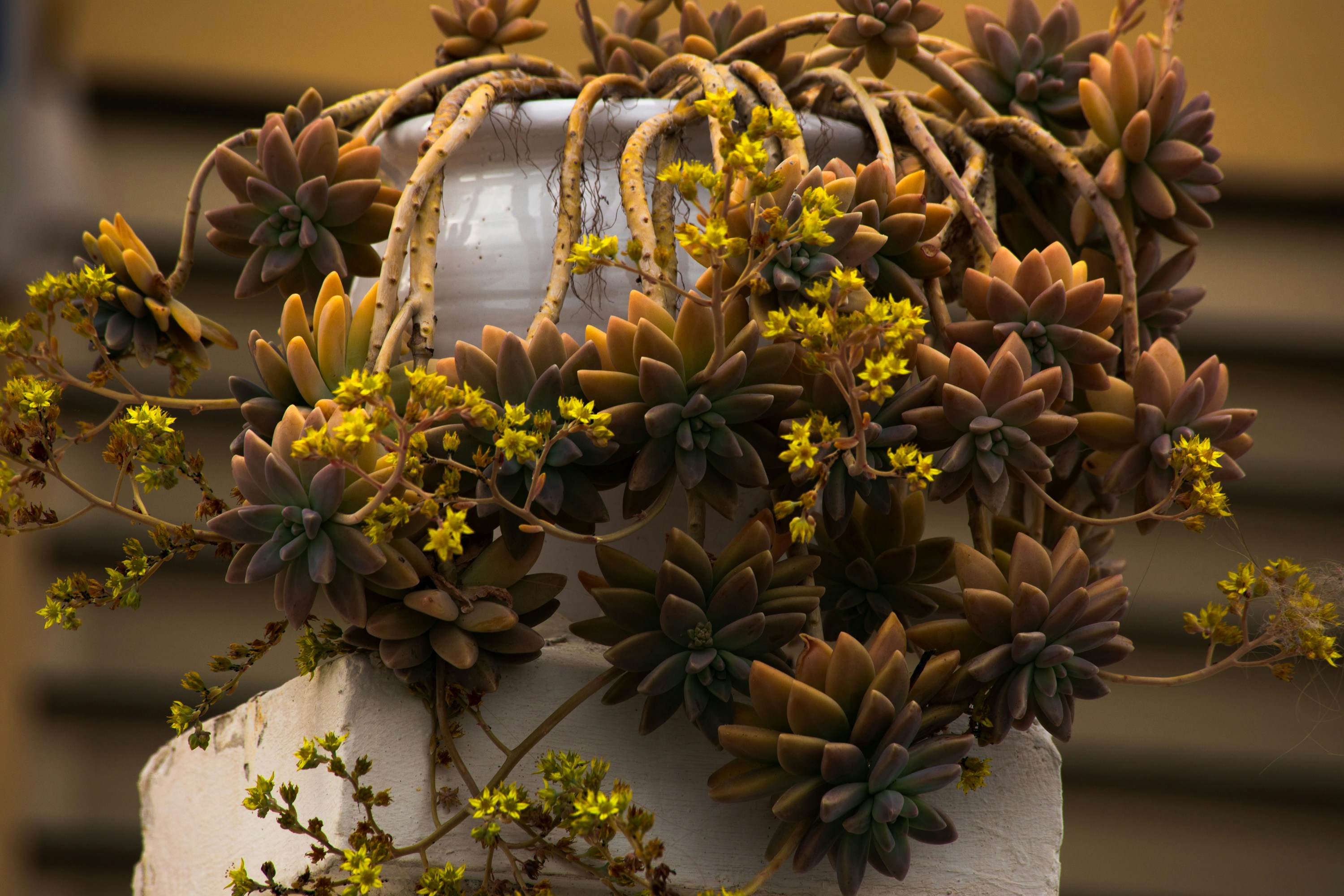 Succulents and yellow flowers spill from the white pot.