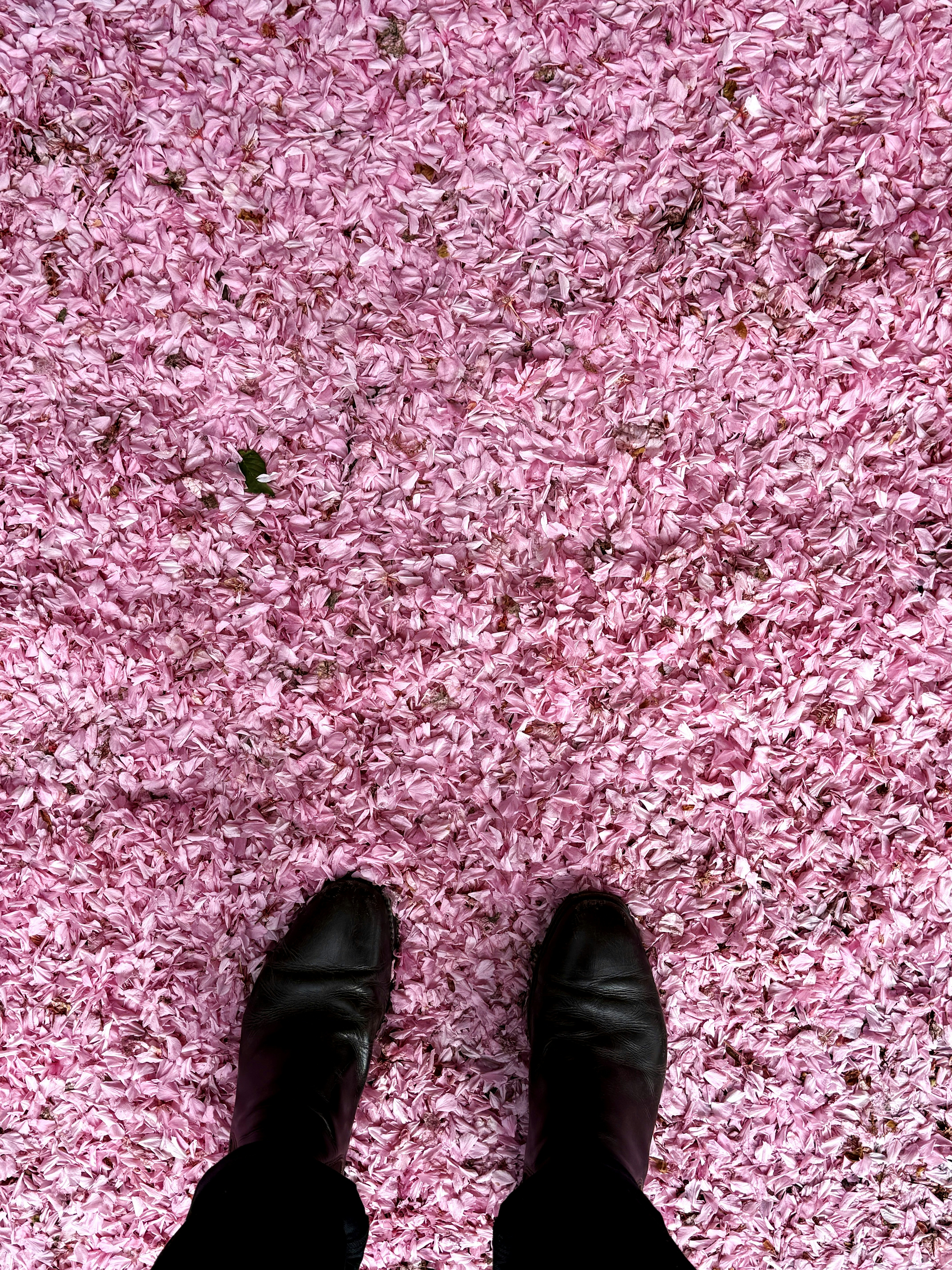 Feet stand on a bed of pink flower petals.