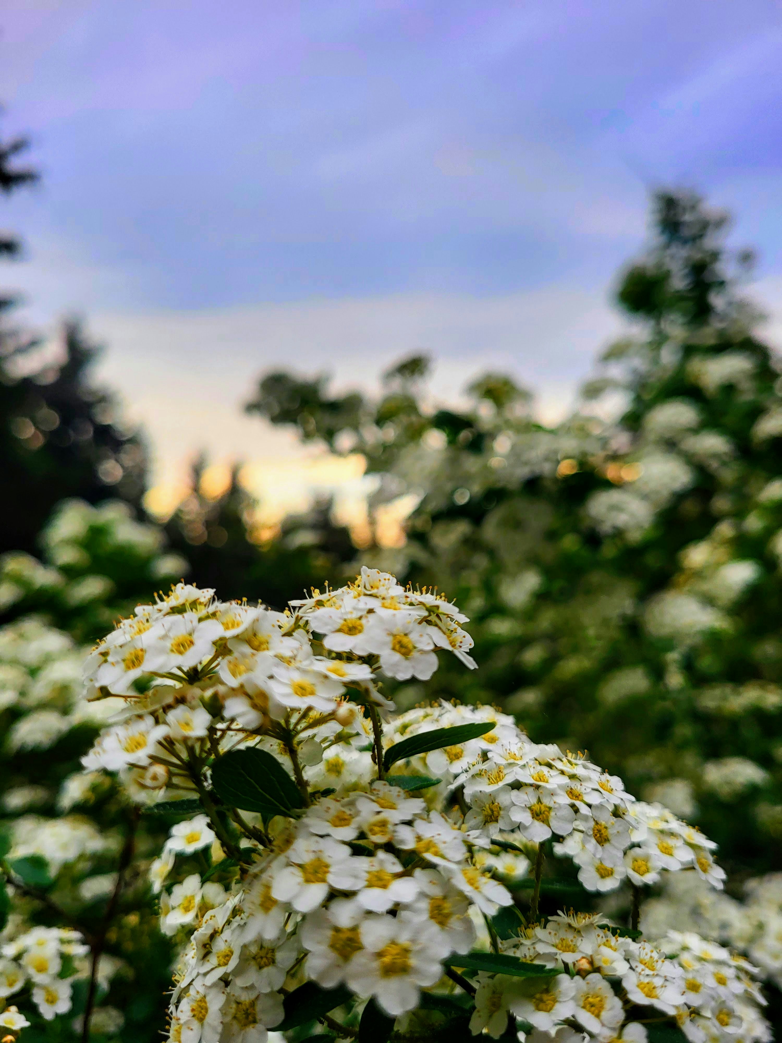 Close-up of white blossoms in sharp foreground with a soft, bokeh-filled garden backdrop at sunset.