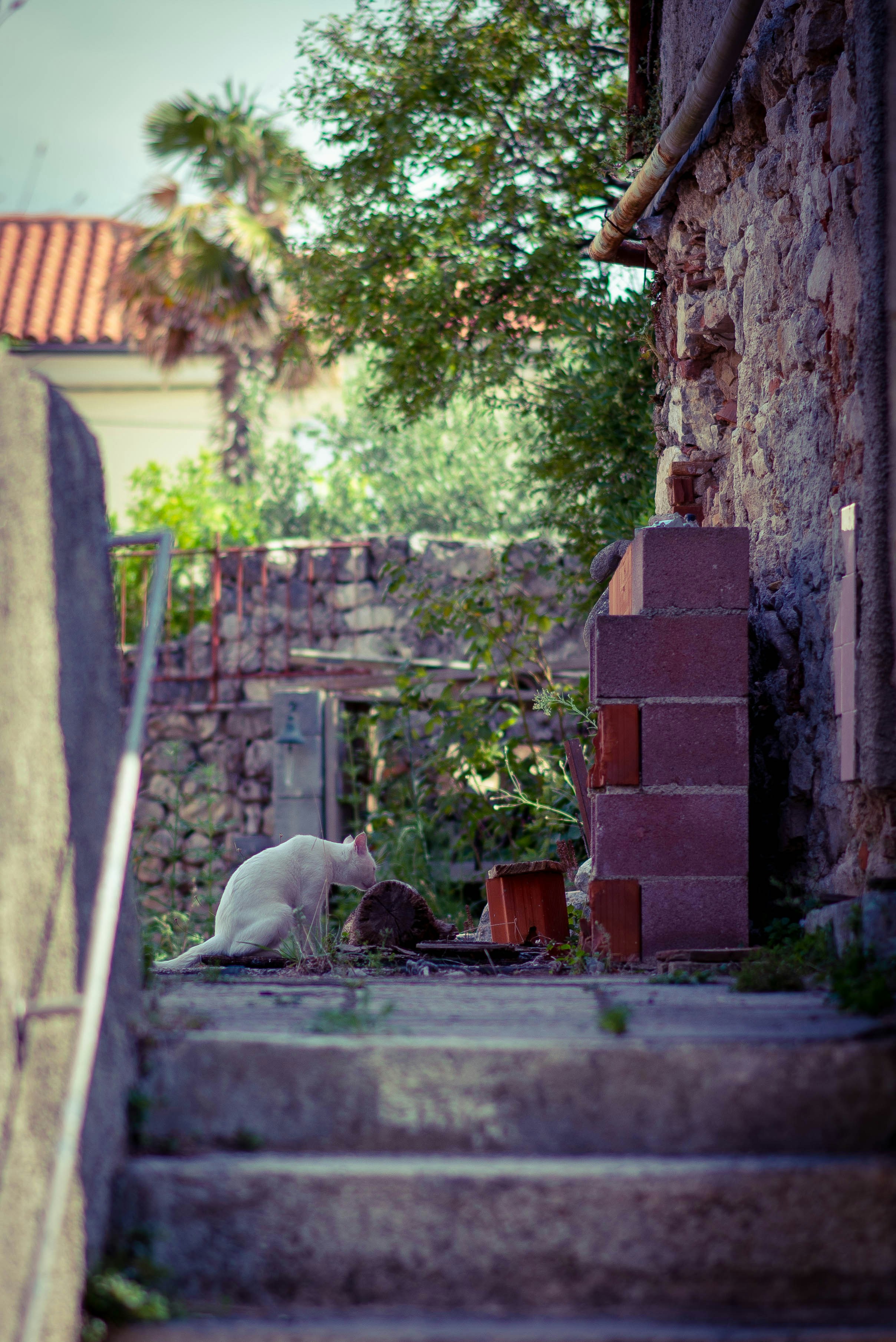 Whispers of the Forgotten Alley
