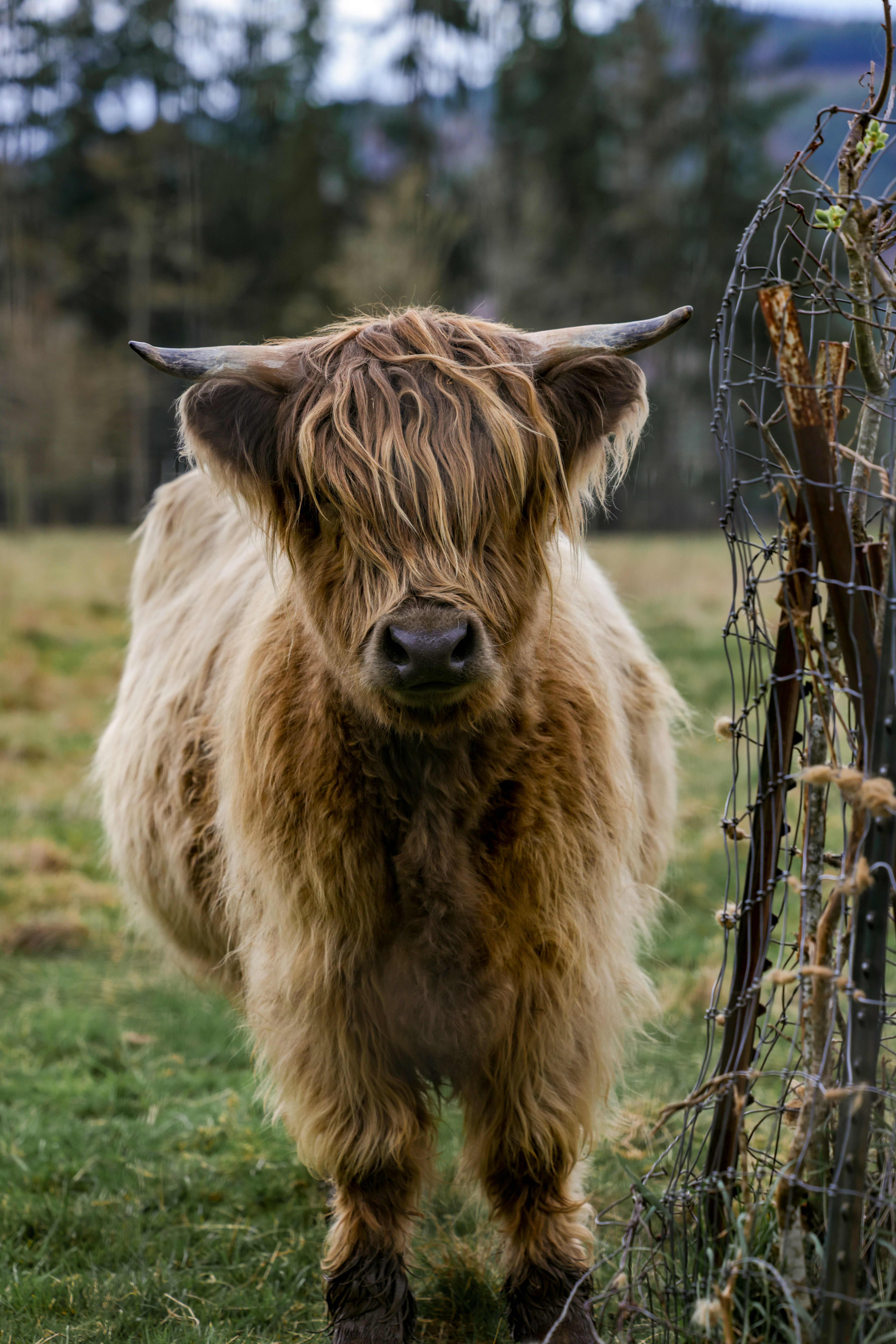 A highland cow poses for the camera. photo – Free Animal Image on Unsplash