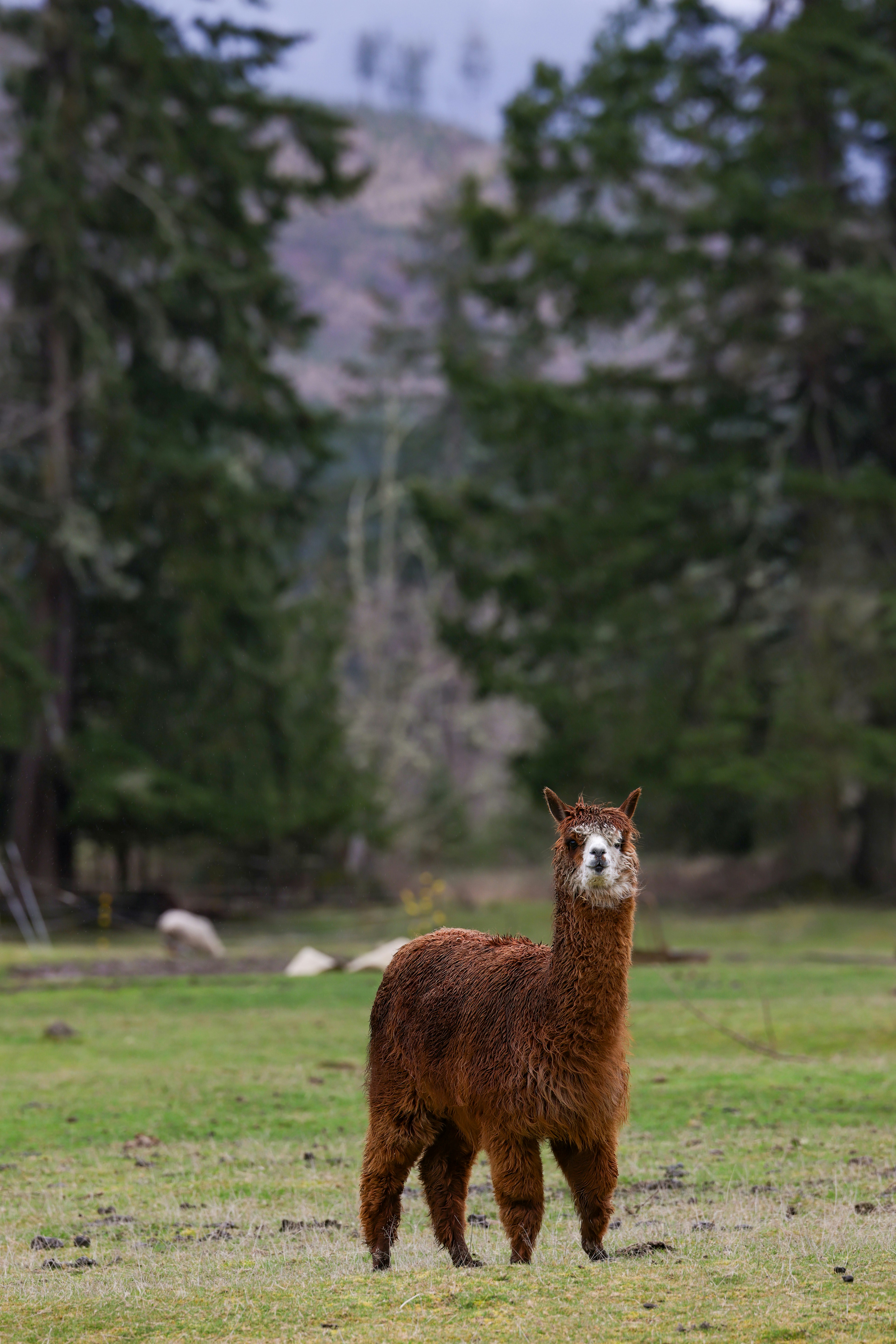A brown alpaca stands in a green field. photo – Free Animal Image on ...