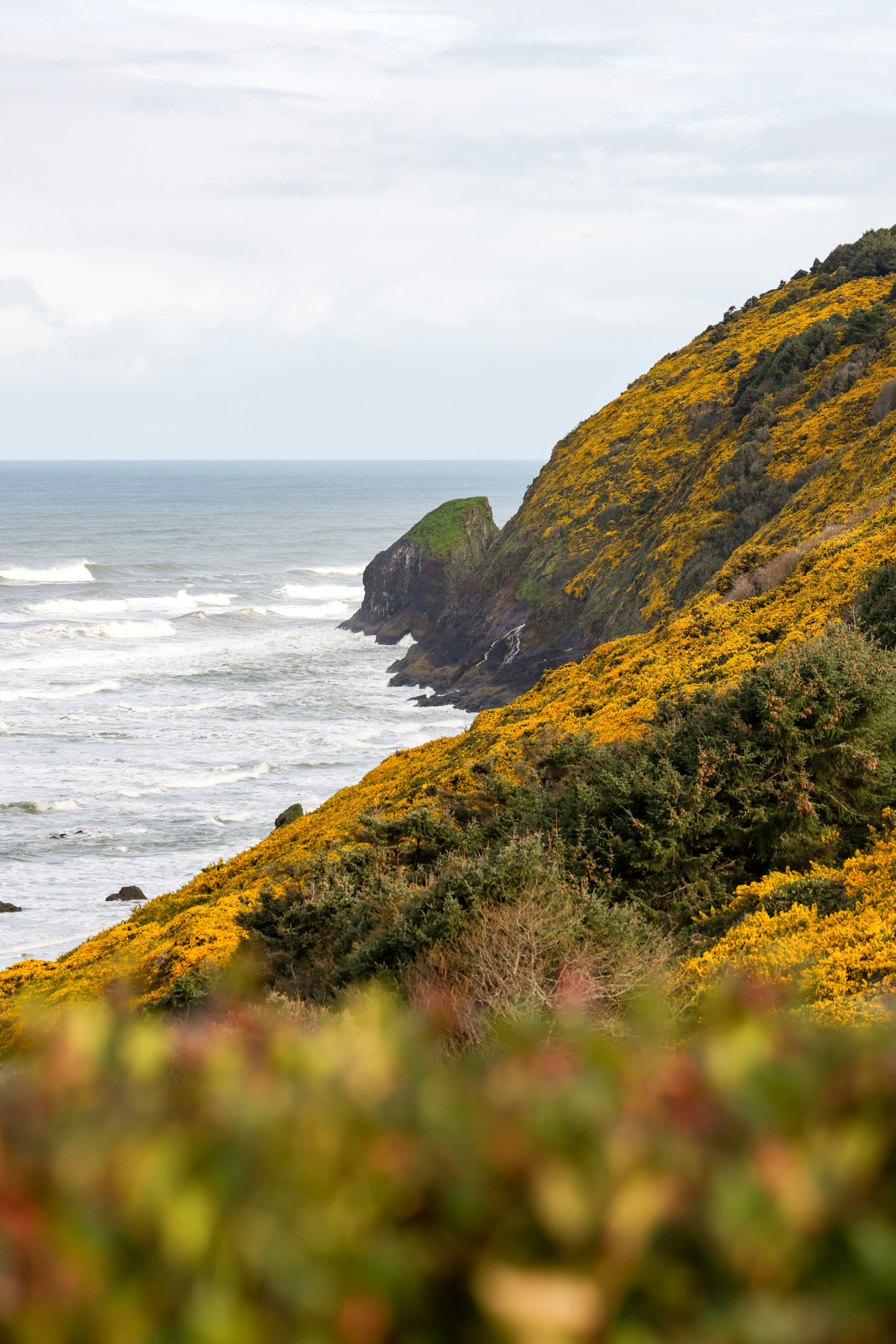 Yellow flowers bloom on a cliff overlooking the ocean. photo – Free ...