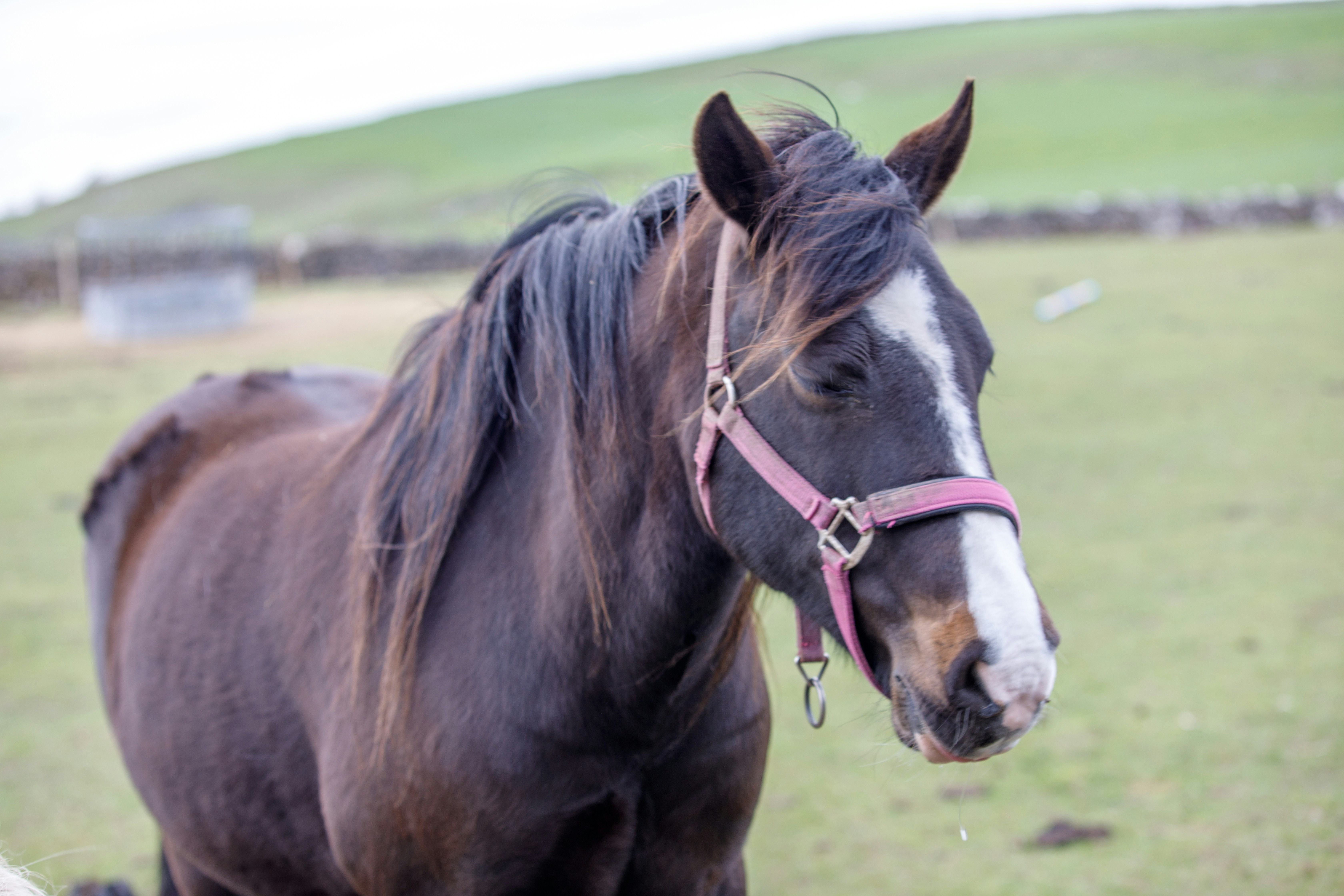 Pasture Quiet: Dark Bay Horse with Pink Halter in Soft Field Light