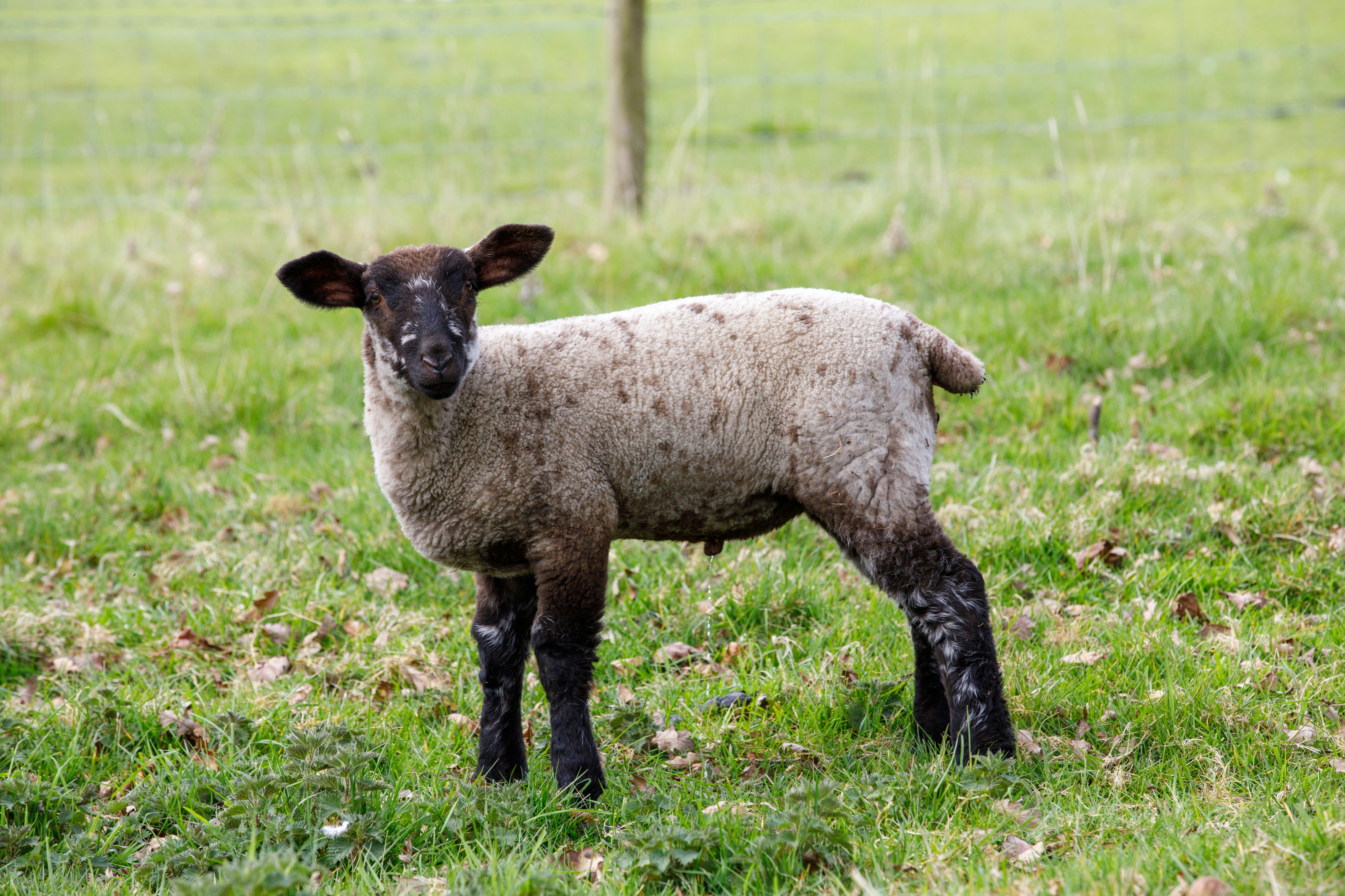 A young lamb stands alert in a lush green field, showcasing its distinctive black face and legs against a backdrop of vibrant grass.