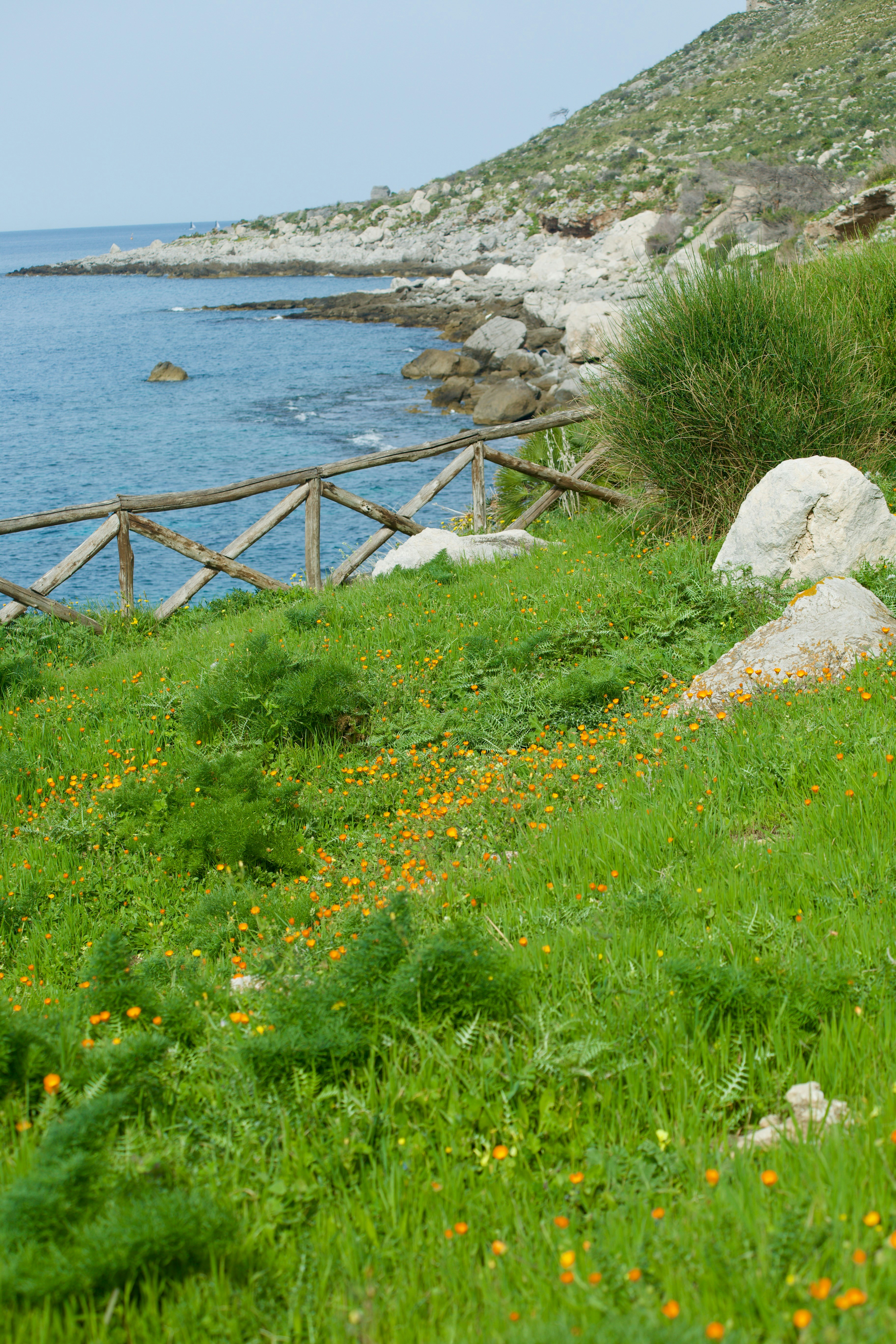 Fencebound Vista: Coastal Meadow in Bloom by the Rocky Shore