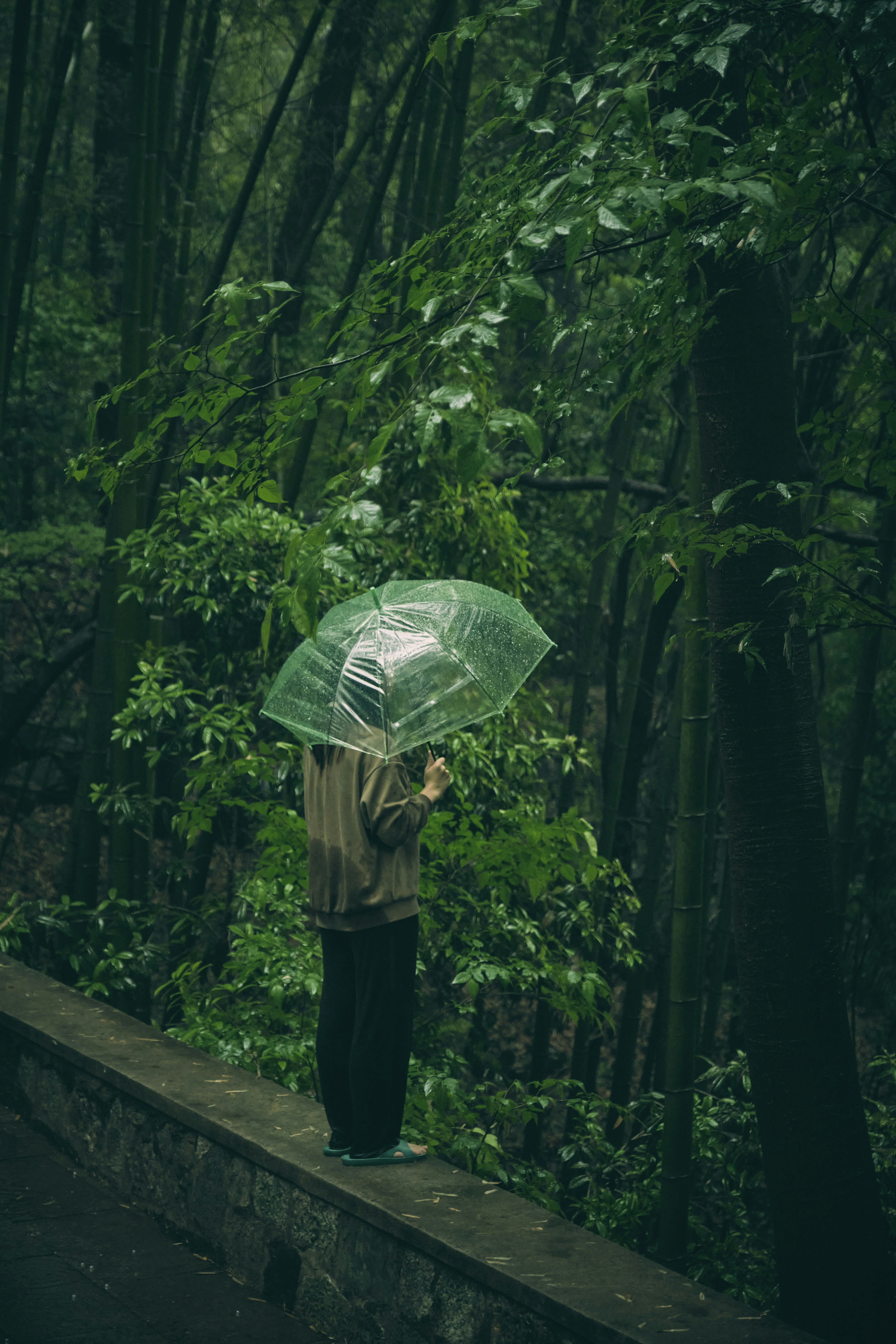 Clear Umbrella, Quiet Rain: A Solitary Figure in the Green Corridor