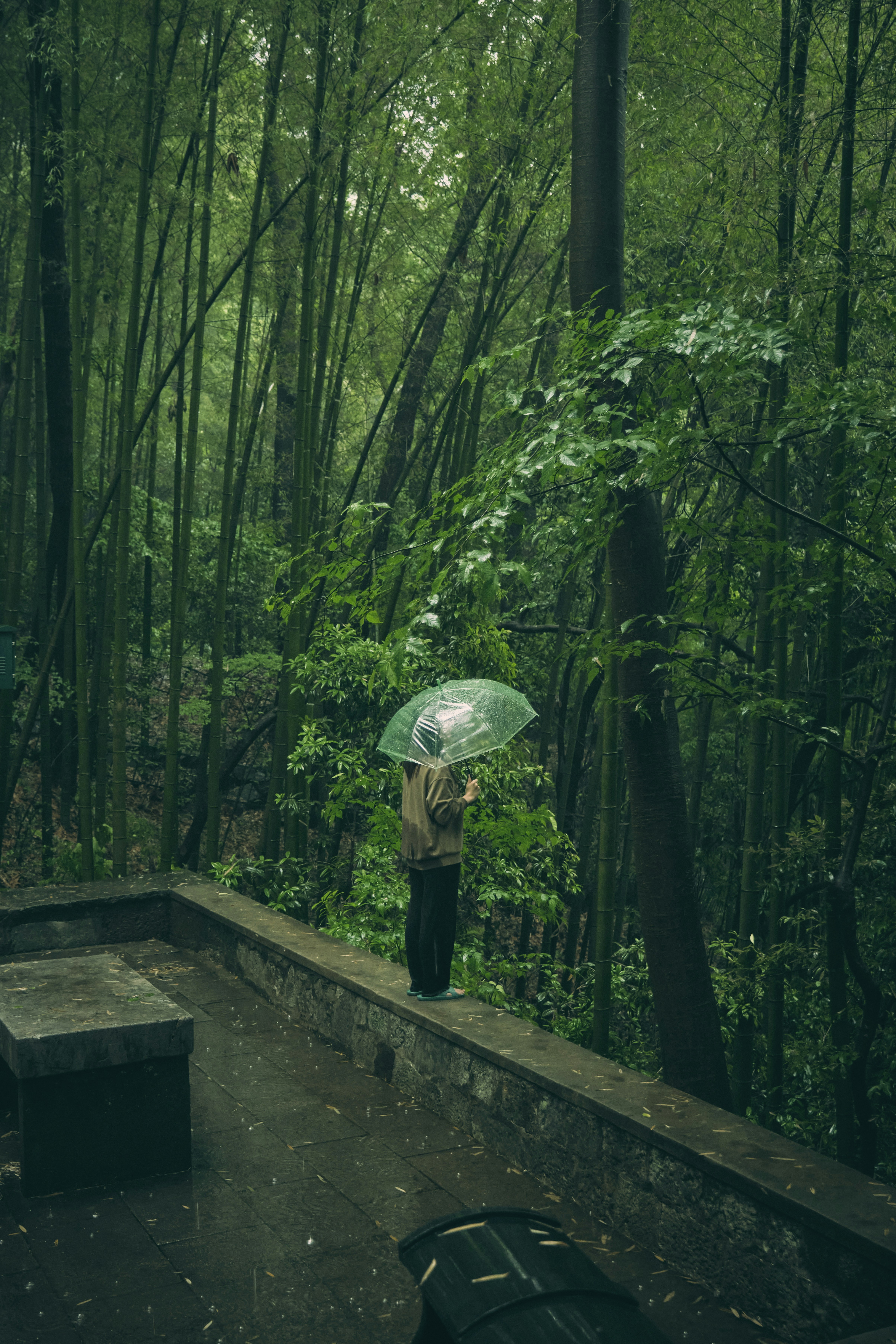 Transparent Umbrella, Quiet Forest: Solitary Moment on Rain-Washed Terrace